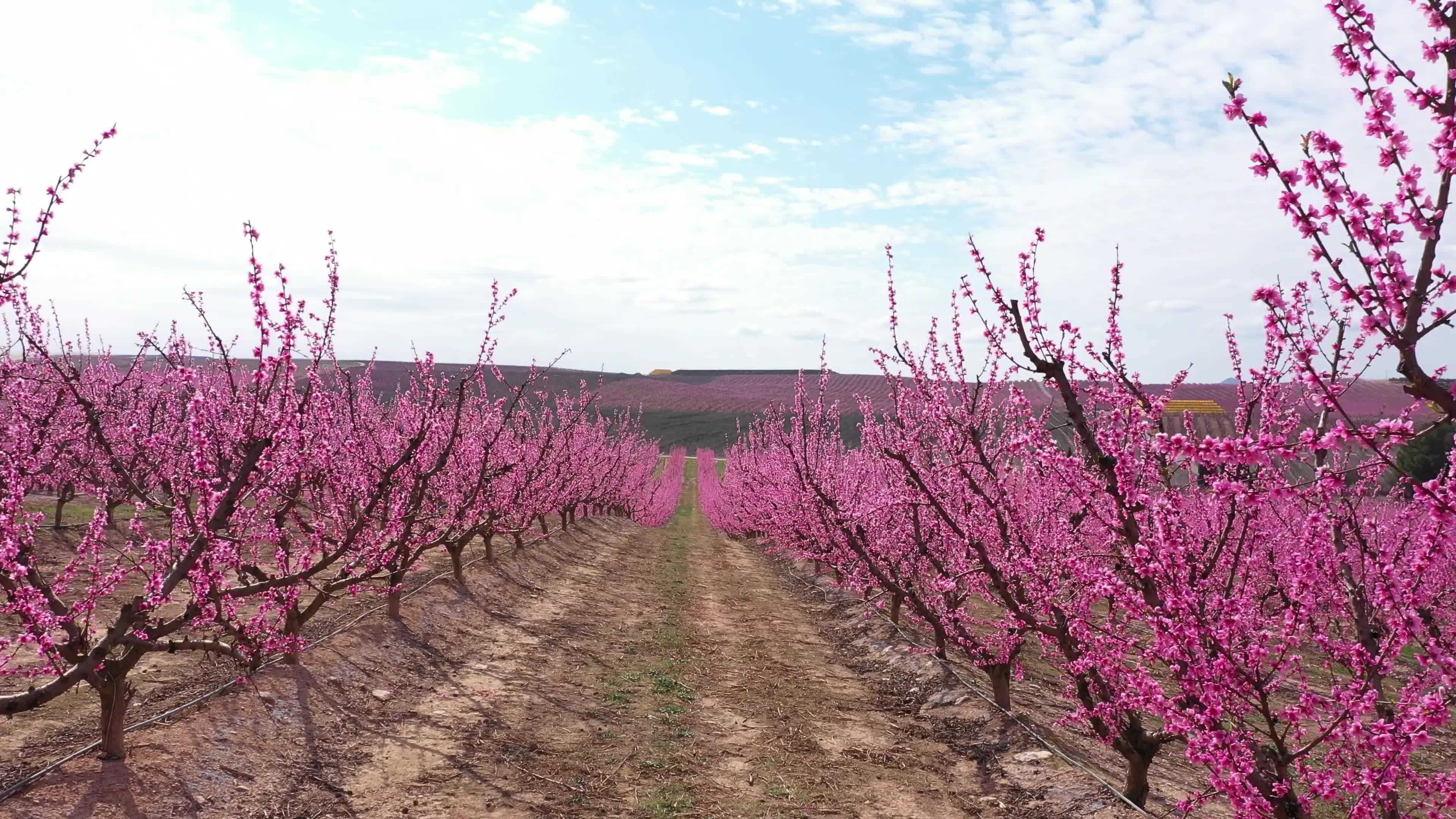 Blossoming peach tree in spring 18755198 Stock Video at Vecteezy