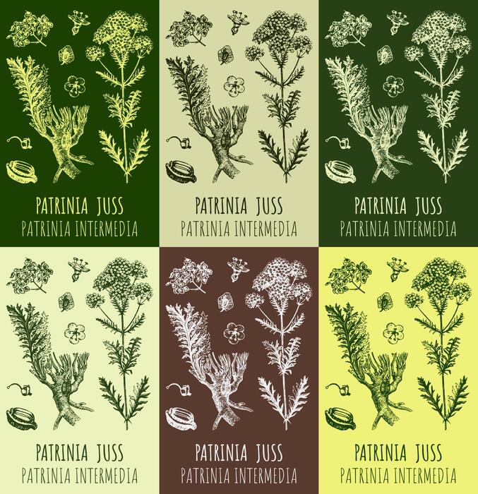 Plantas Medicinales Vectores, Iconos, Gráficos y Fondos para Descargar ...