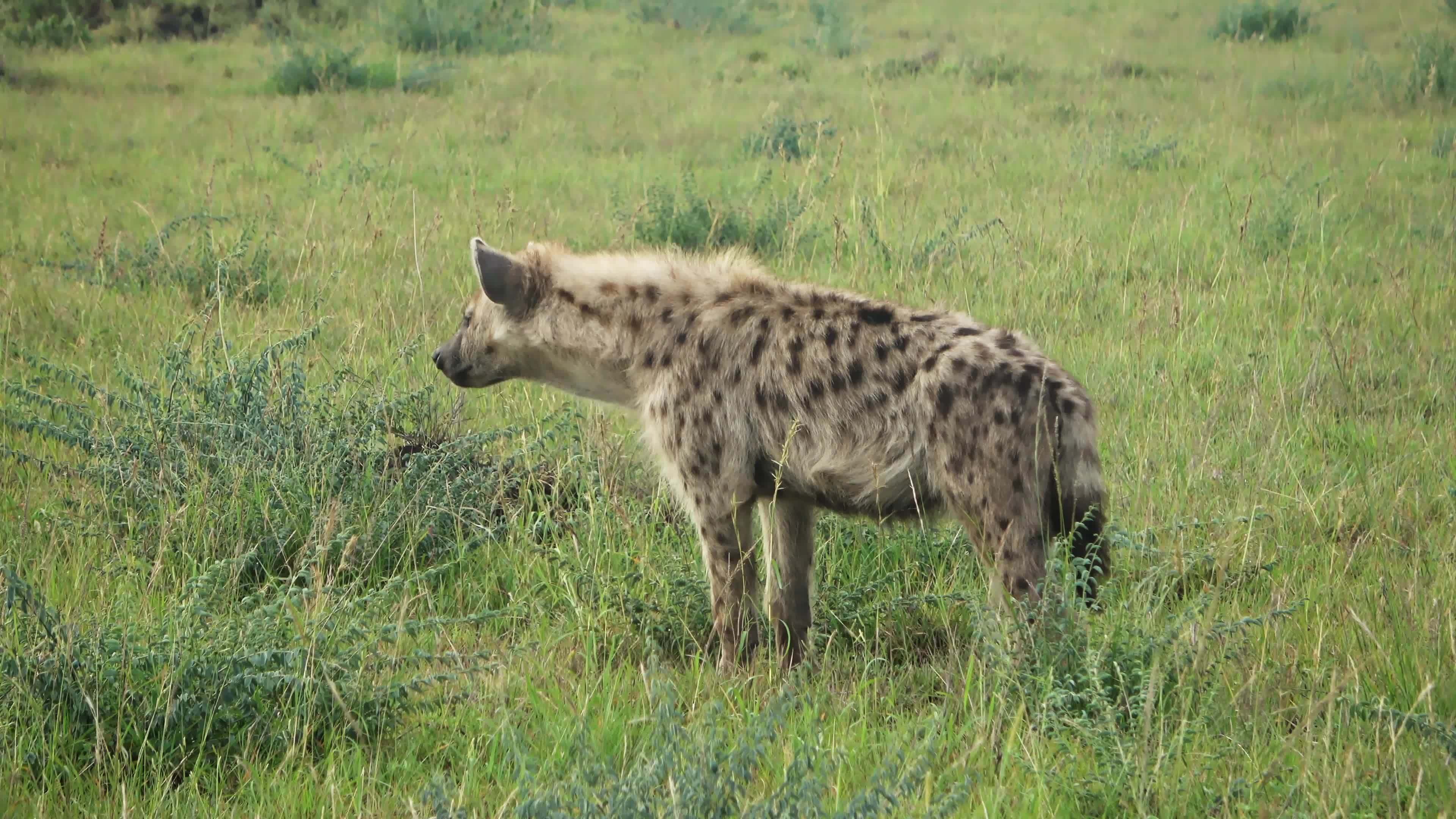 Wild hyenas in the savannah of Africa. 18764663 Stock Video at Vecteezy