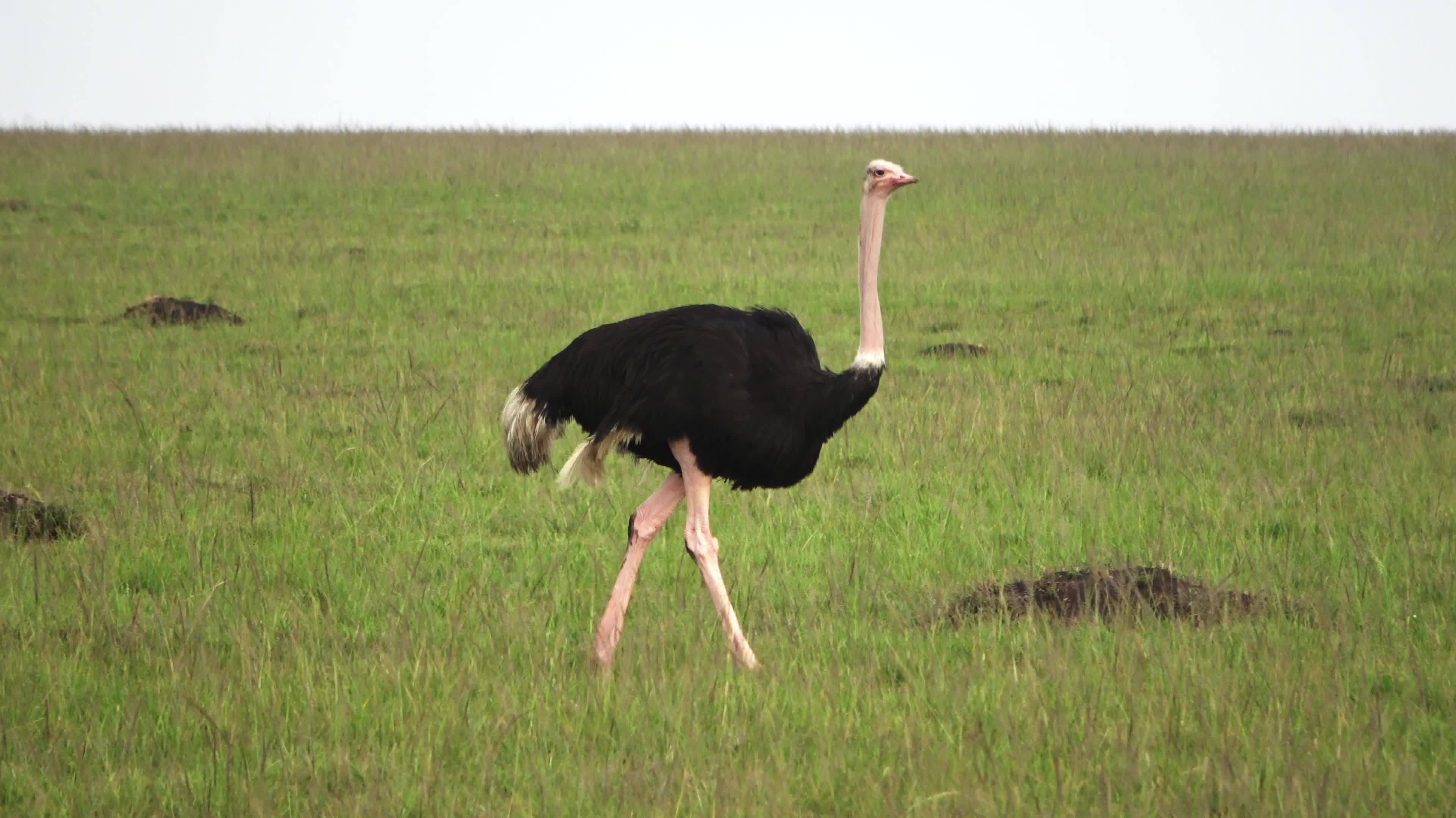 Ostrich Run Stock Video Footage for Free Download