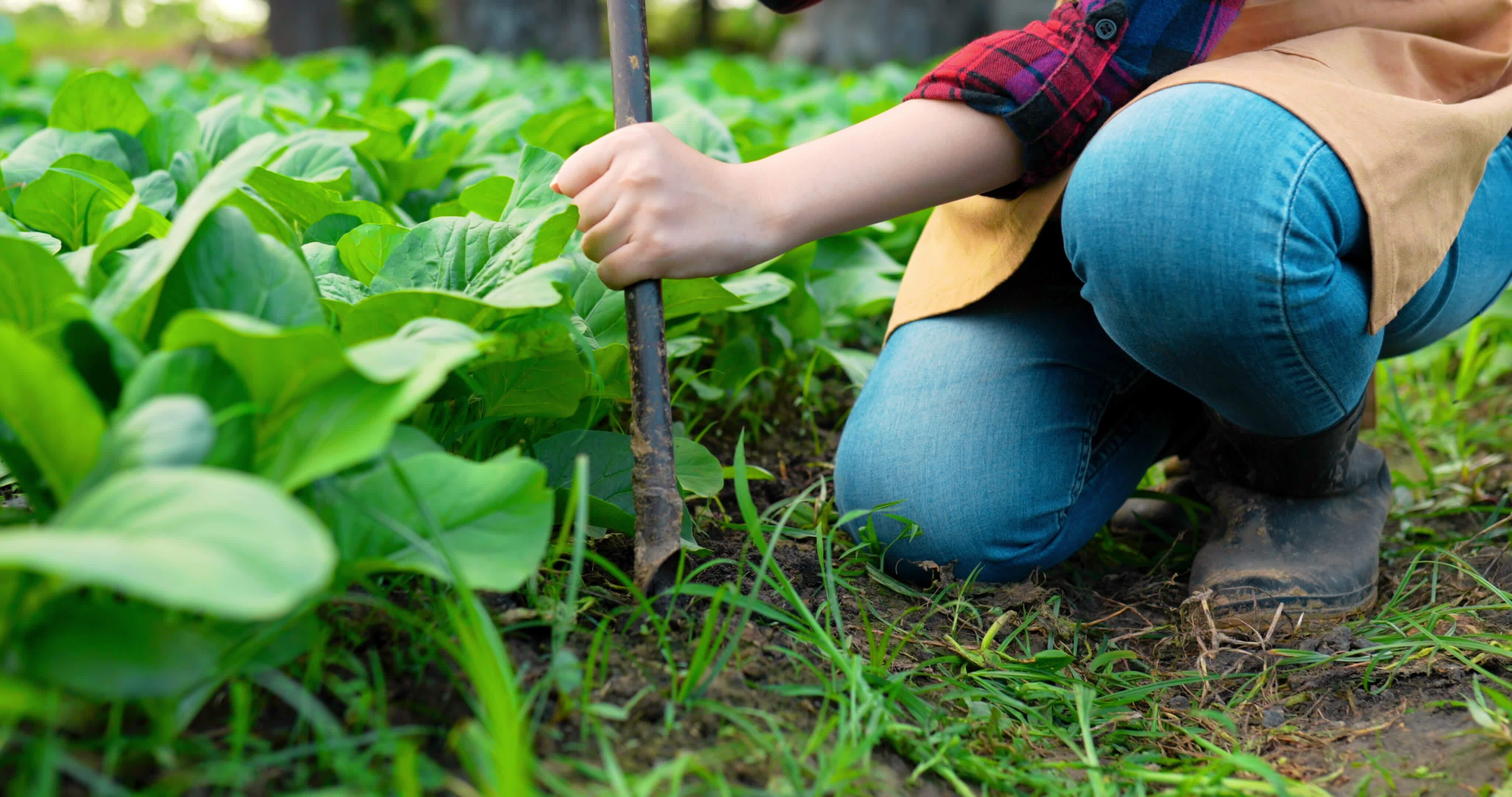 Close Up Hand Of Young Female Agricultural Wear Plaid Shirt And Apron