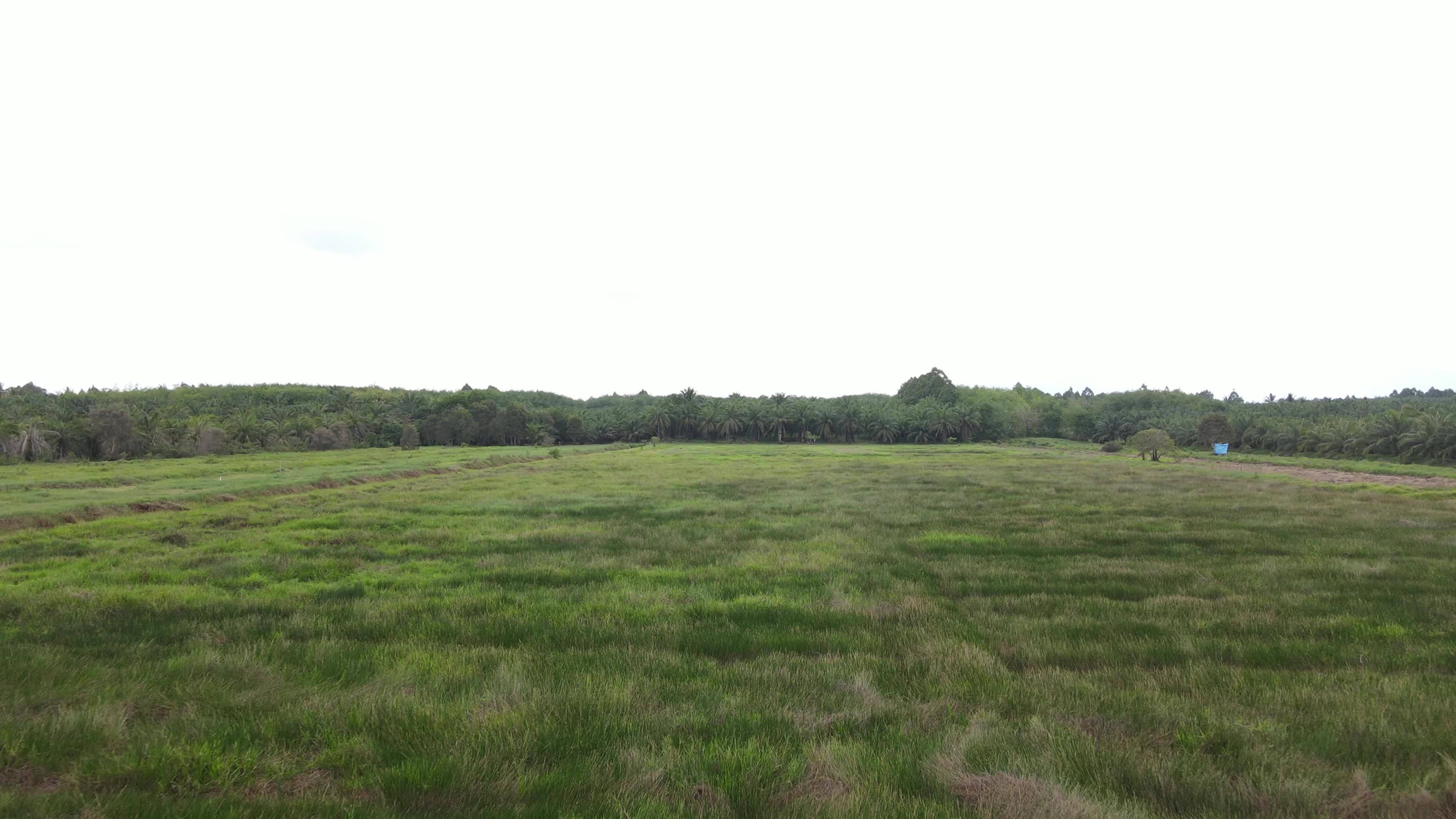 Drone View Grassland 18879416 Stock Video At Vecteezy
