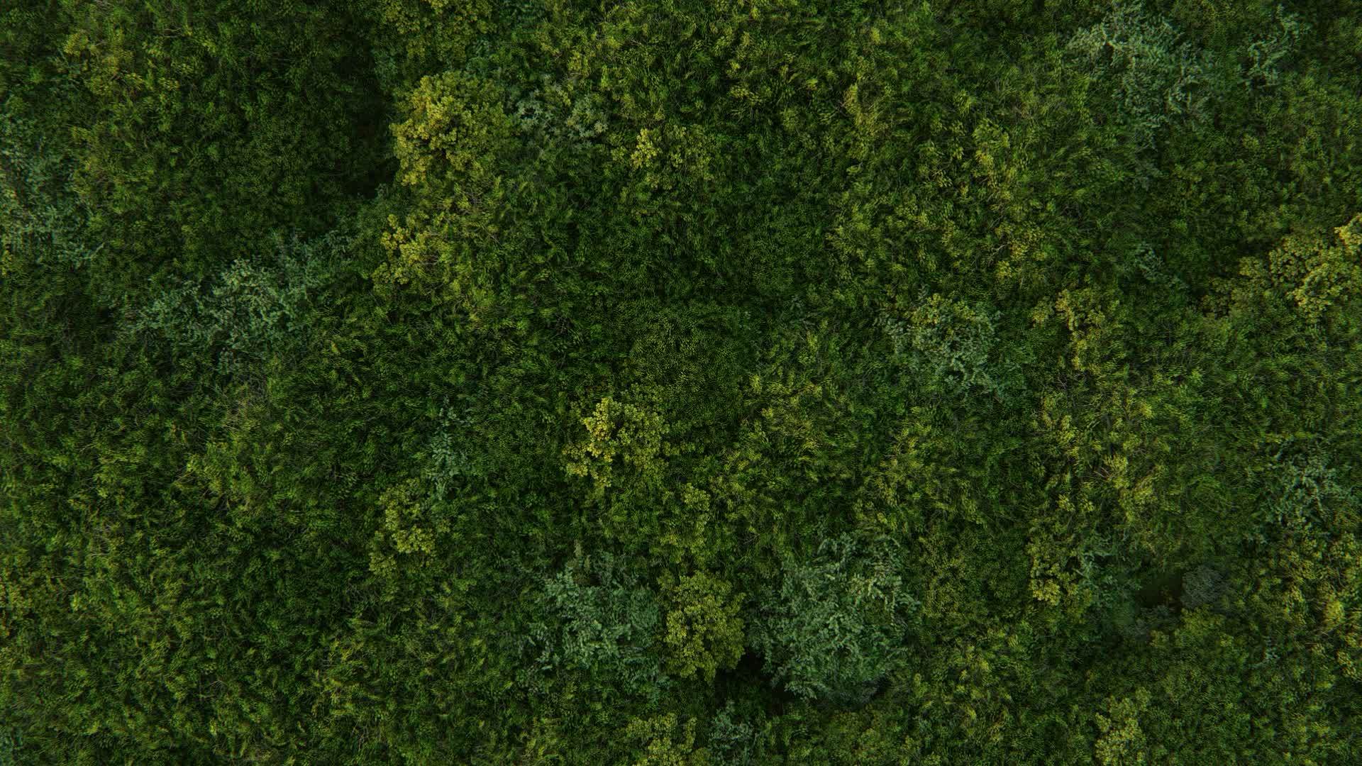 environment natural green forest sustainable. aerial top down view of ...