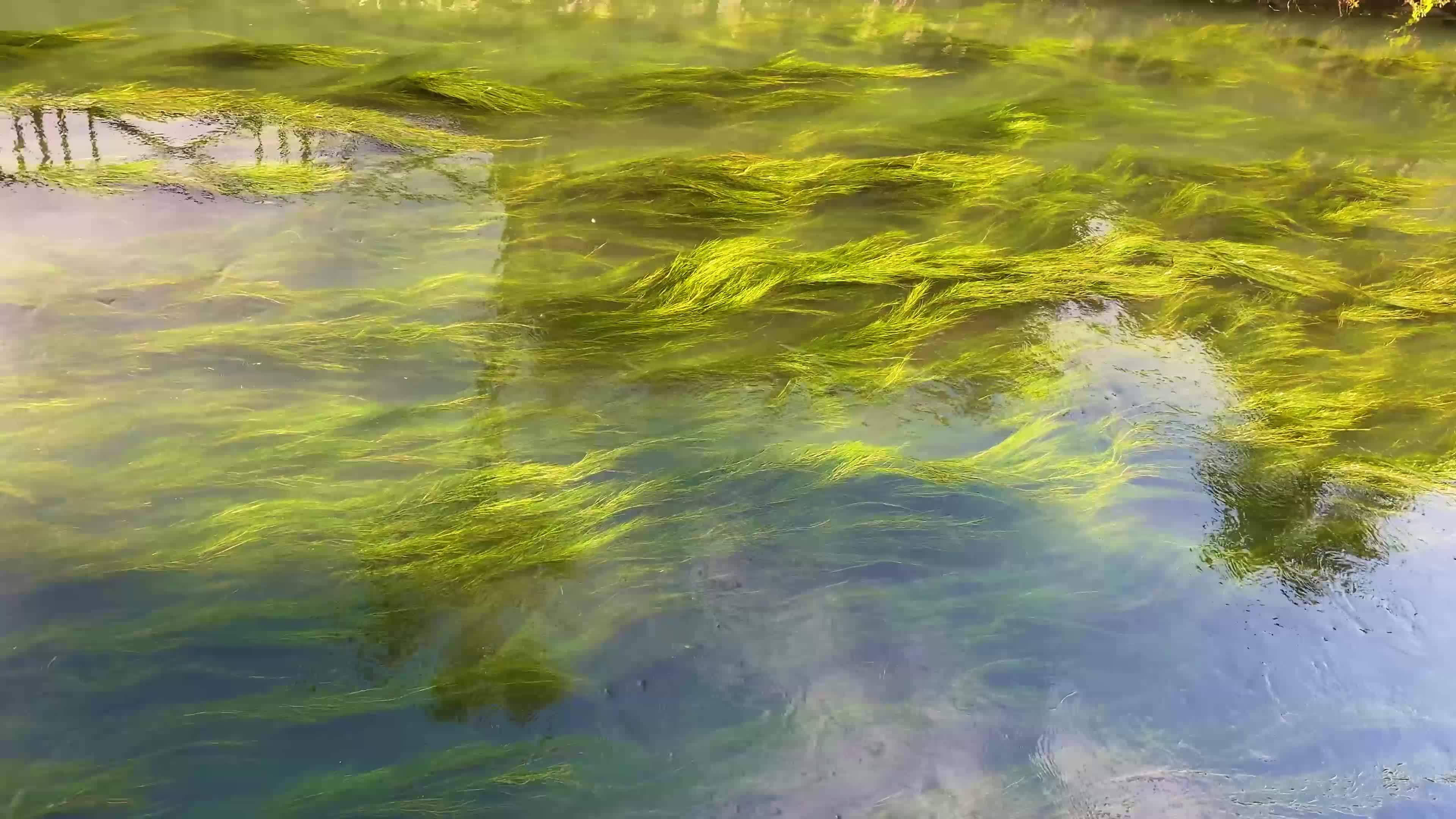 Close Up Of Green Underwater Seaweed The Slow Swaying Of The Long Green Grass In The Flow Of