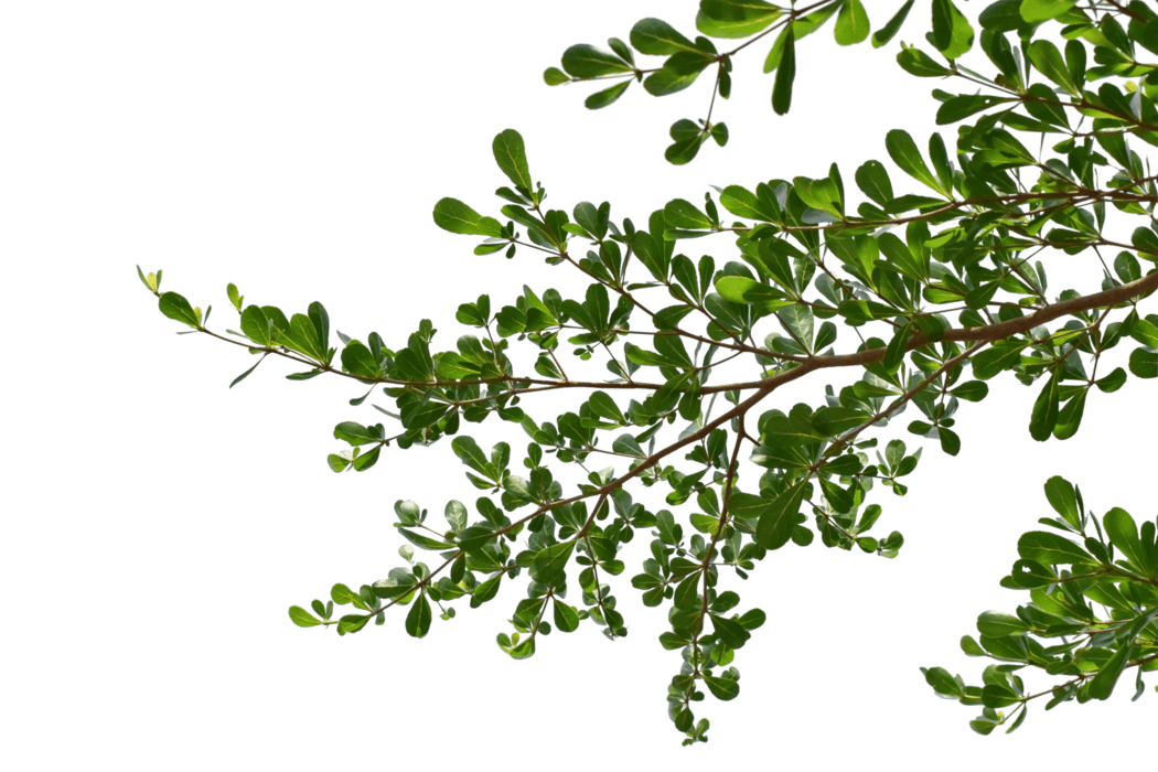 Galho árvore PNGs para download gratuito