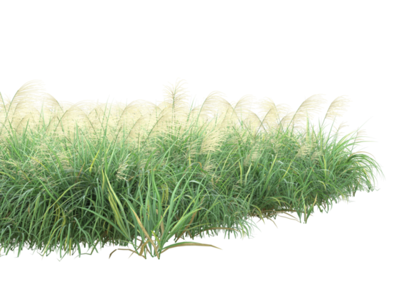 Pampas Pngs For Free Download