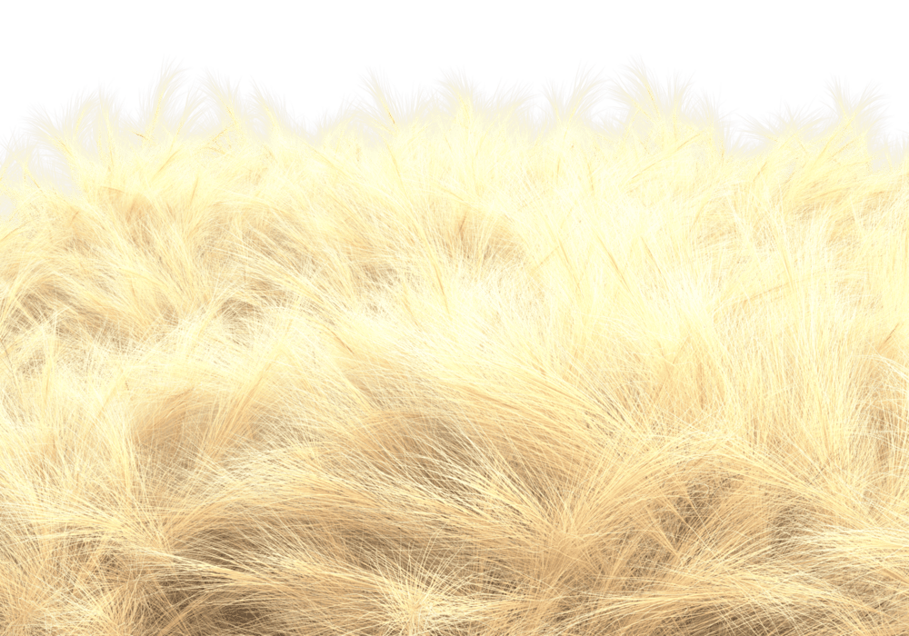 Fur Texture PNGs for Free Download