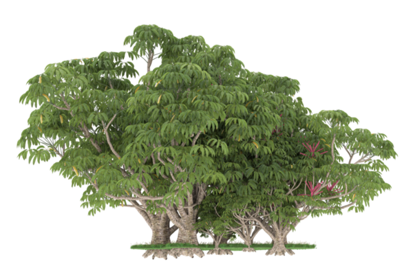Mango Tree Pngs For Free Download