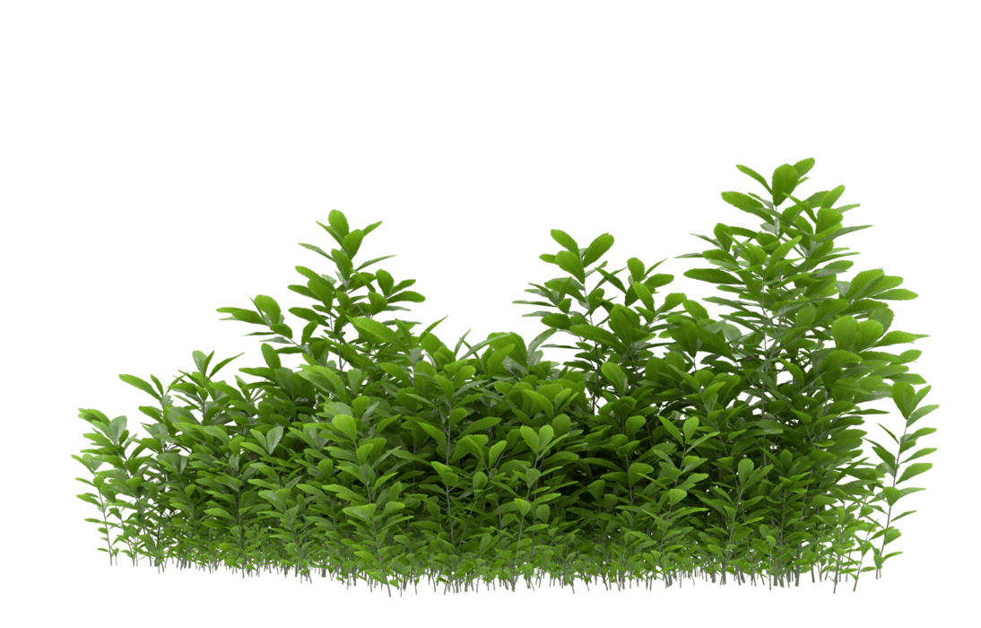 Plantas Verdes PNG para descargar gratis