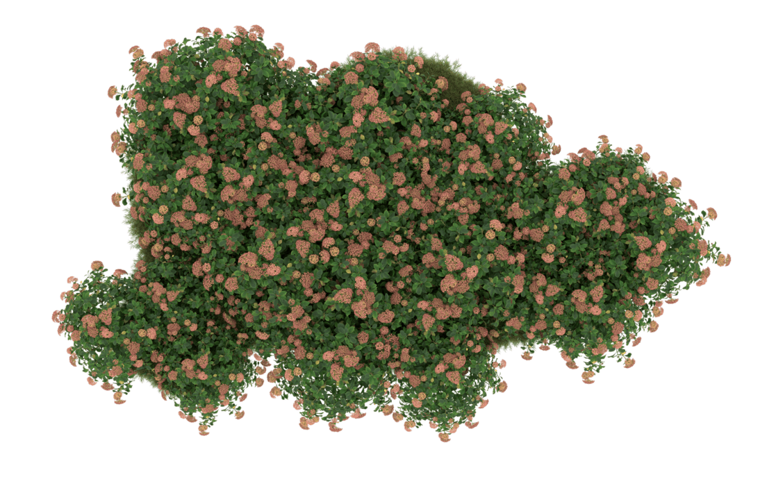 Plant Top View PNGs for Free Download