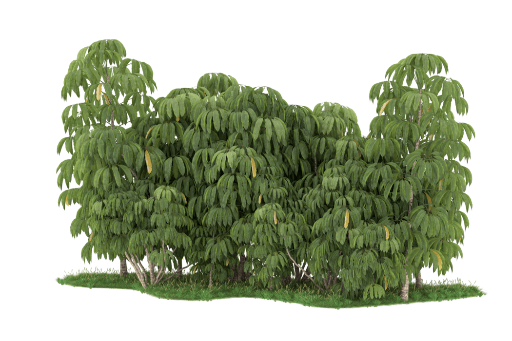 Mango Tree PNGs for Free Download