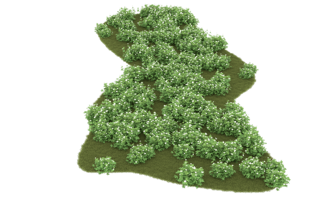 Tree Plan PNGs for Free Download