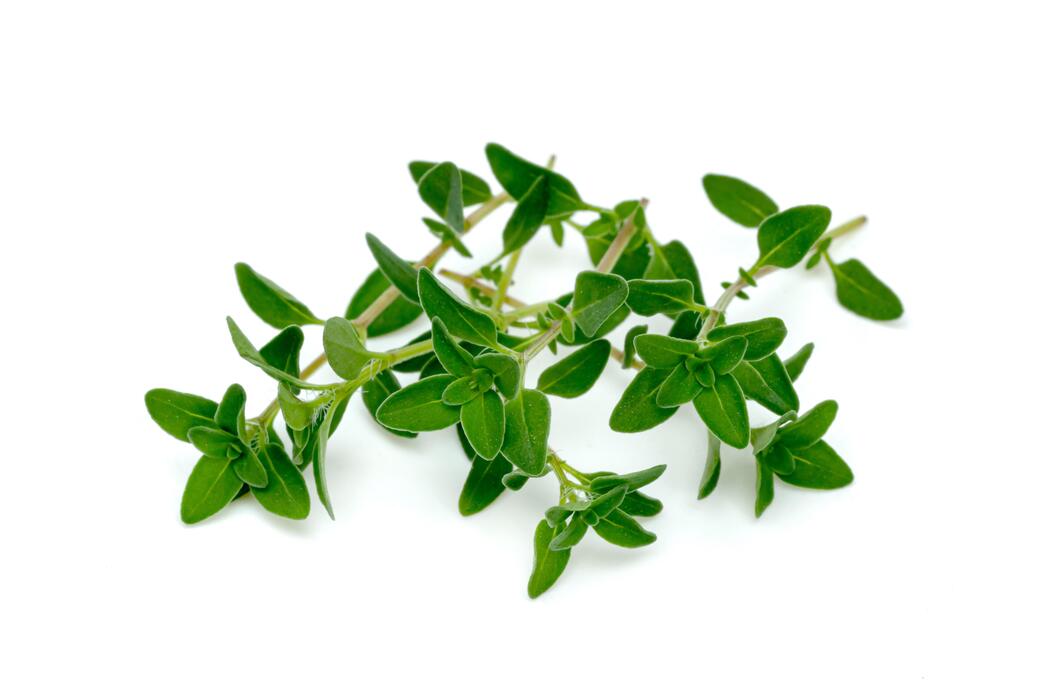 Thyme Leaf Stock Photos, Images and Backgrounds for Free Download
