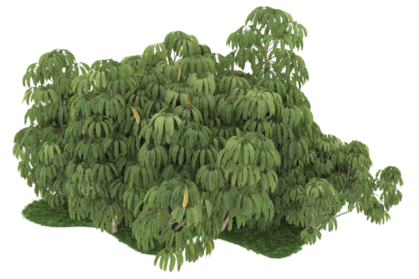 Mango Tree Pngs For Free Download