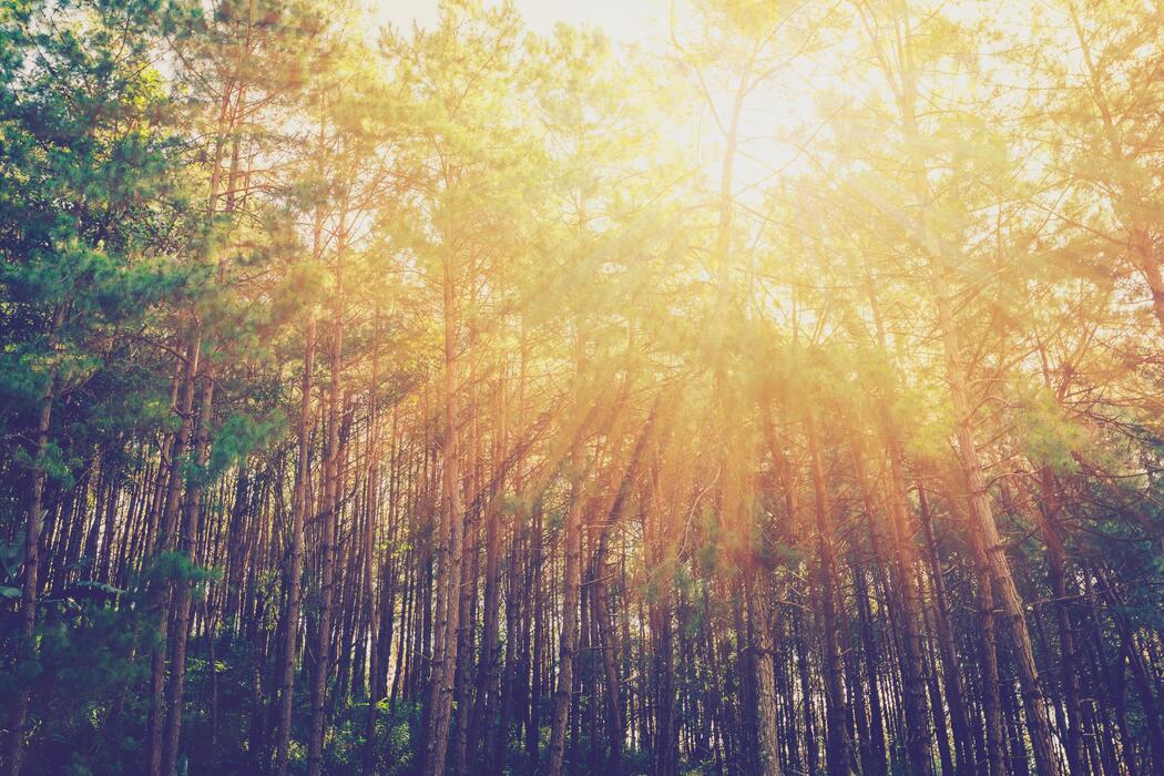 Sun Shining Through Trees Stock Photos, Images and Backgrounds for Free ...