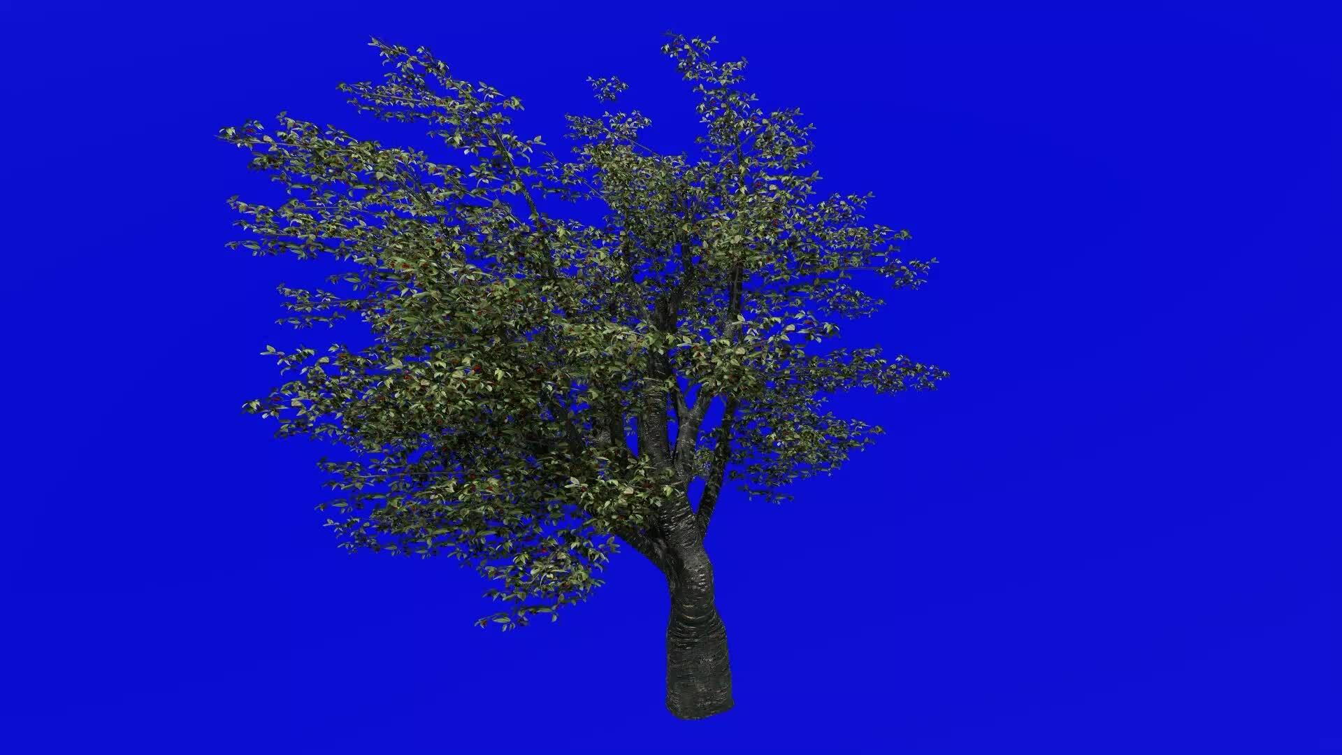 Fruit Tree Animation - Cherry Tree - Wild Cherry - Gean Tree - Bird ...