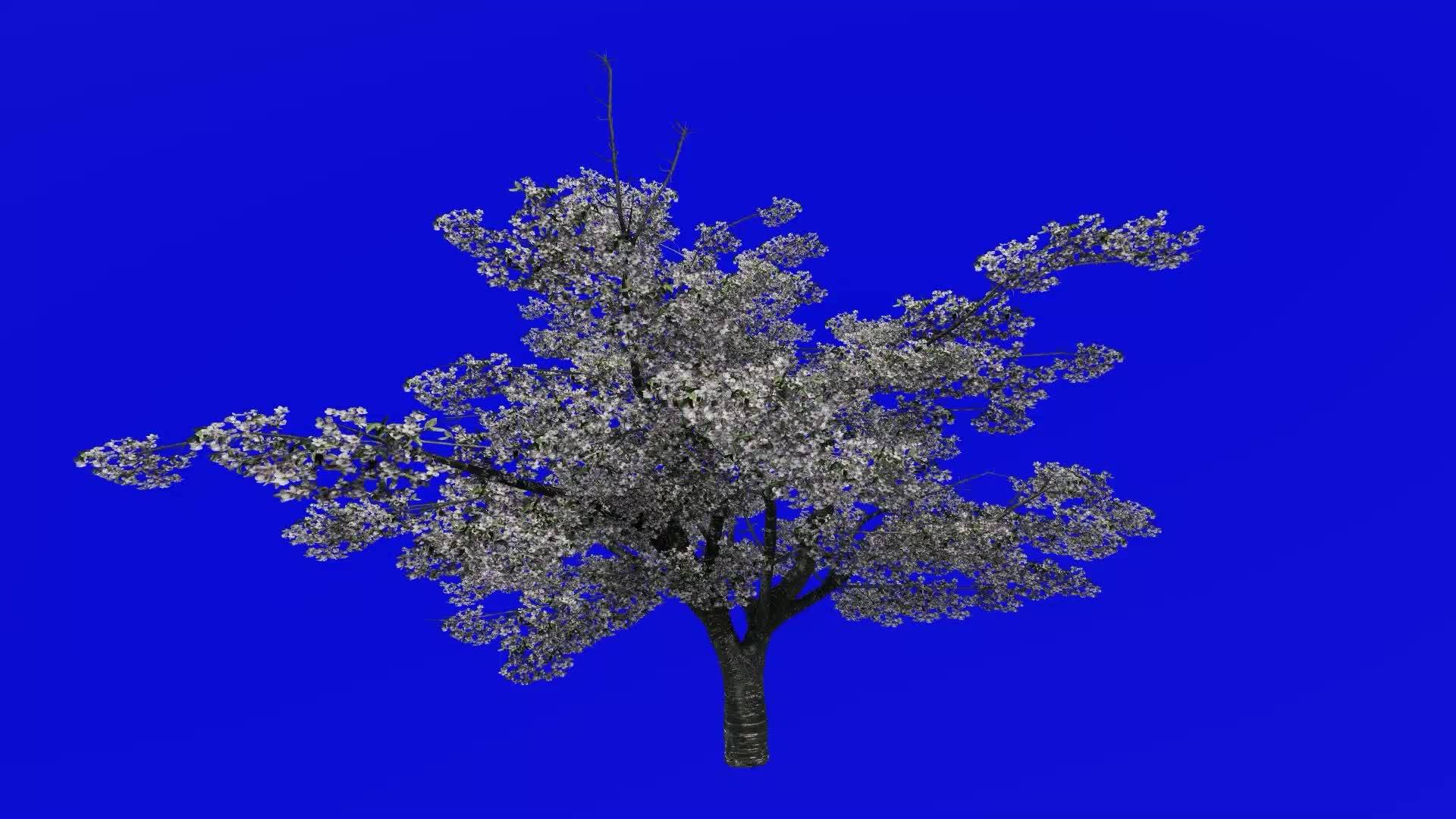 Fruit Tree Animation - Cherry Tree - Wild Cherry - Gean Tree - Bird ...