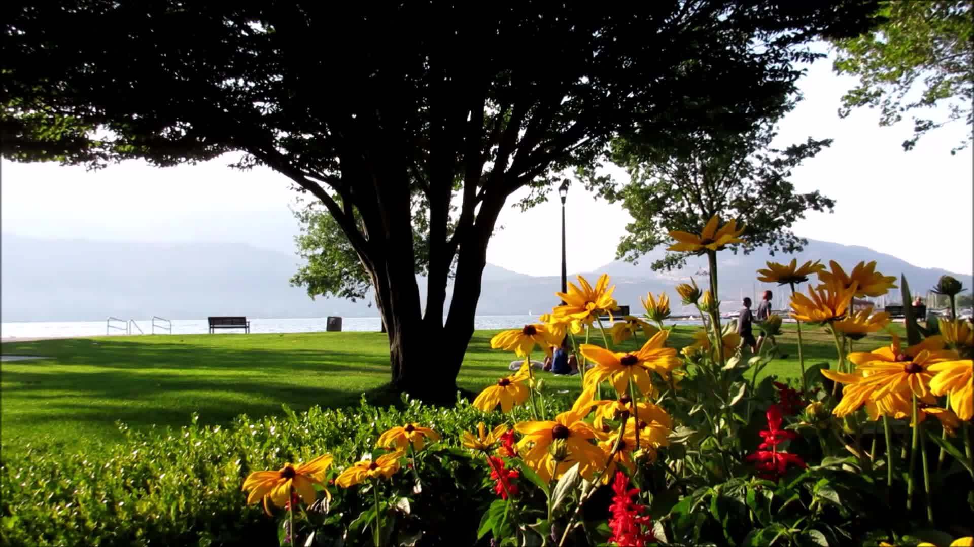 yellow flowers and tree, city park by the lake 20054119 Stock Video at ...