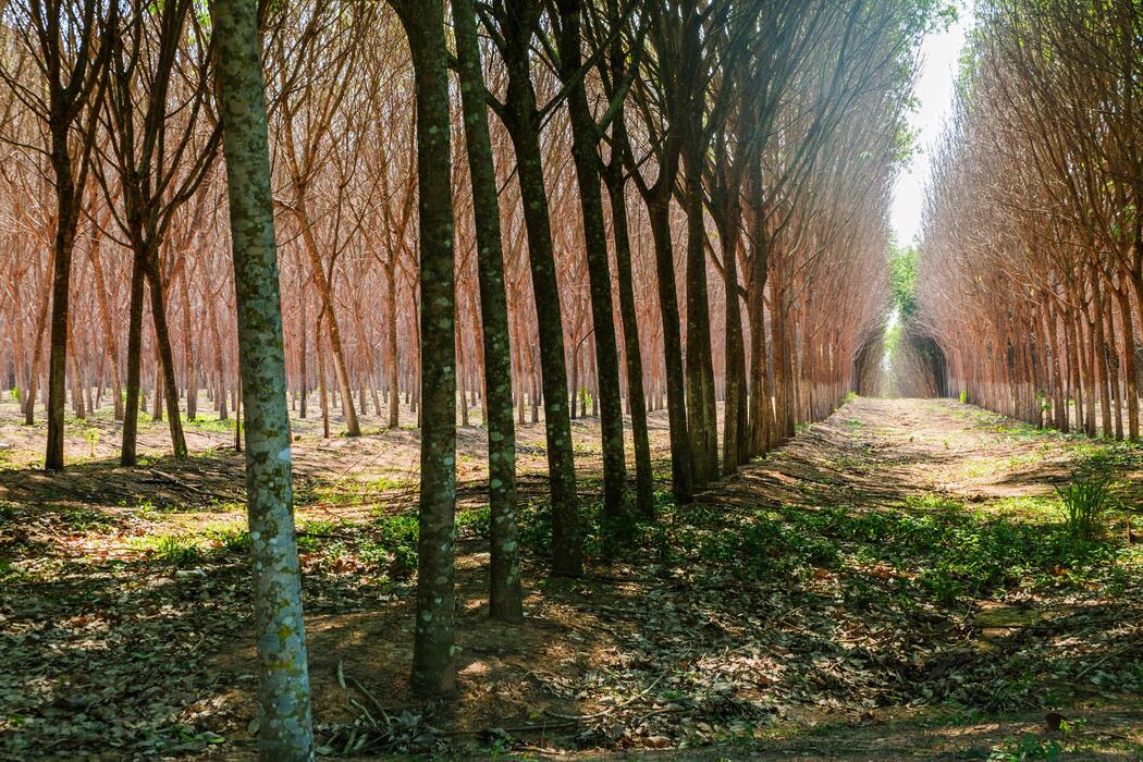 Forest Tree Line Stock Photos, Images and Backgrounds for Free Download