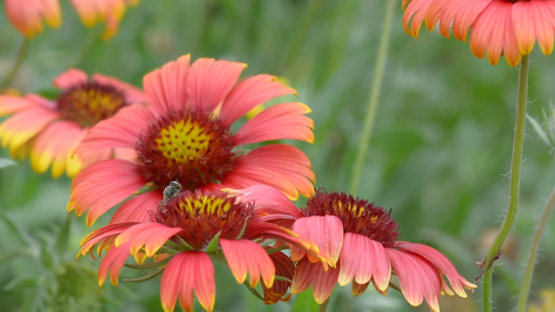 The Flowers In Nature Sunshine And Wind Blowing Gently Butterflies And Bees Flying For Nectar