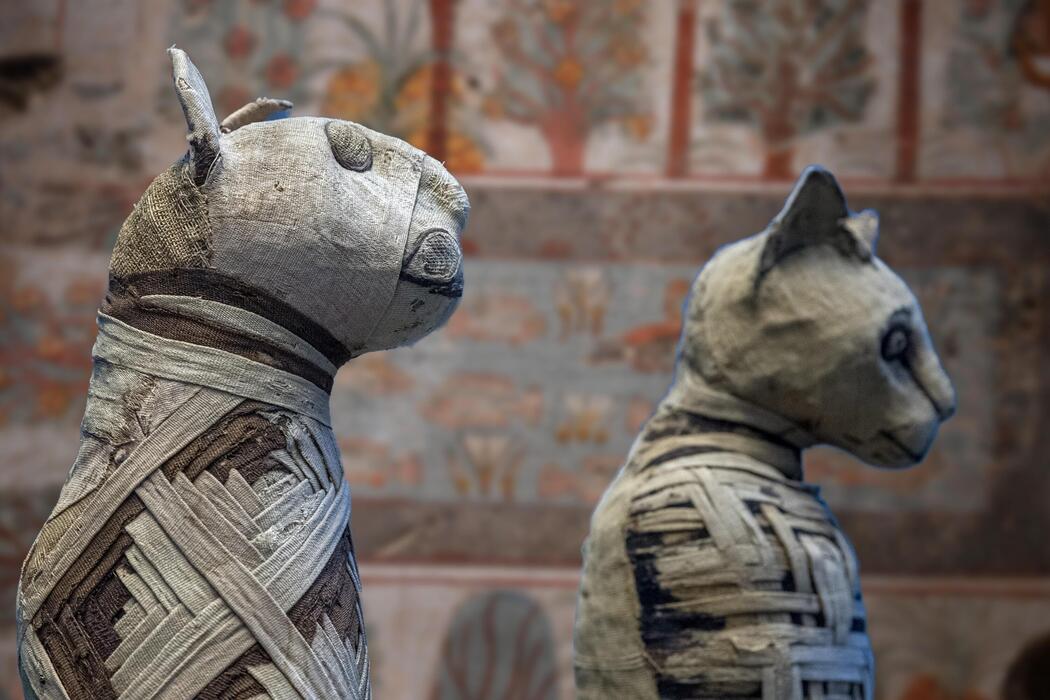 Mummy Cat Stock Photos, Images and Backgrounds for Free Download