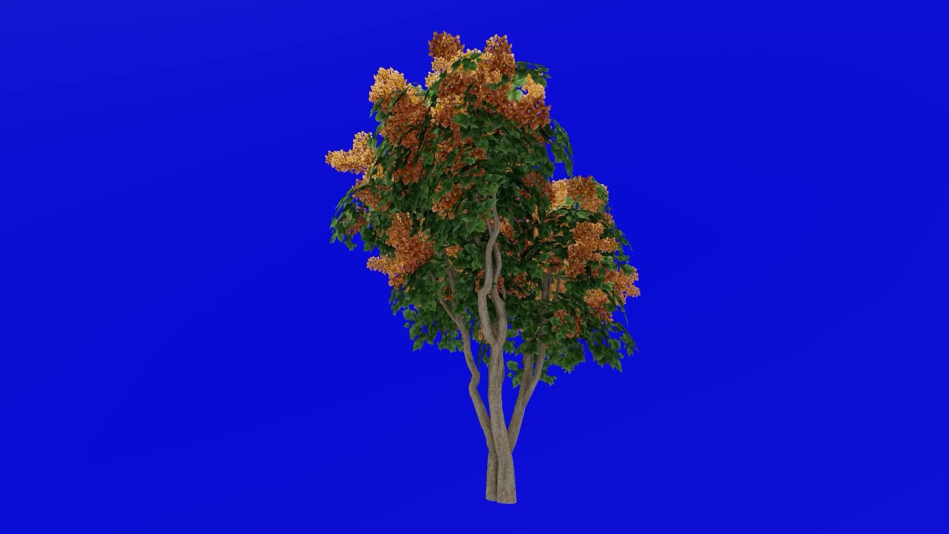 Flower Tree Animation - Bougainvillea Orange - Green Screen Chroma key ...