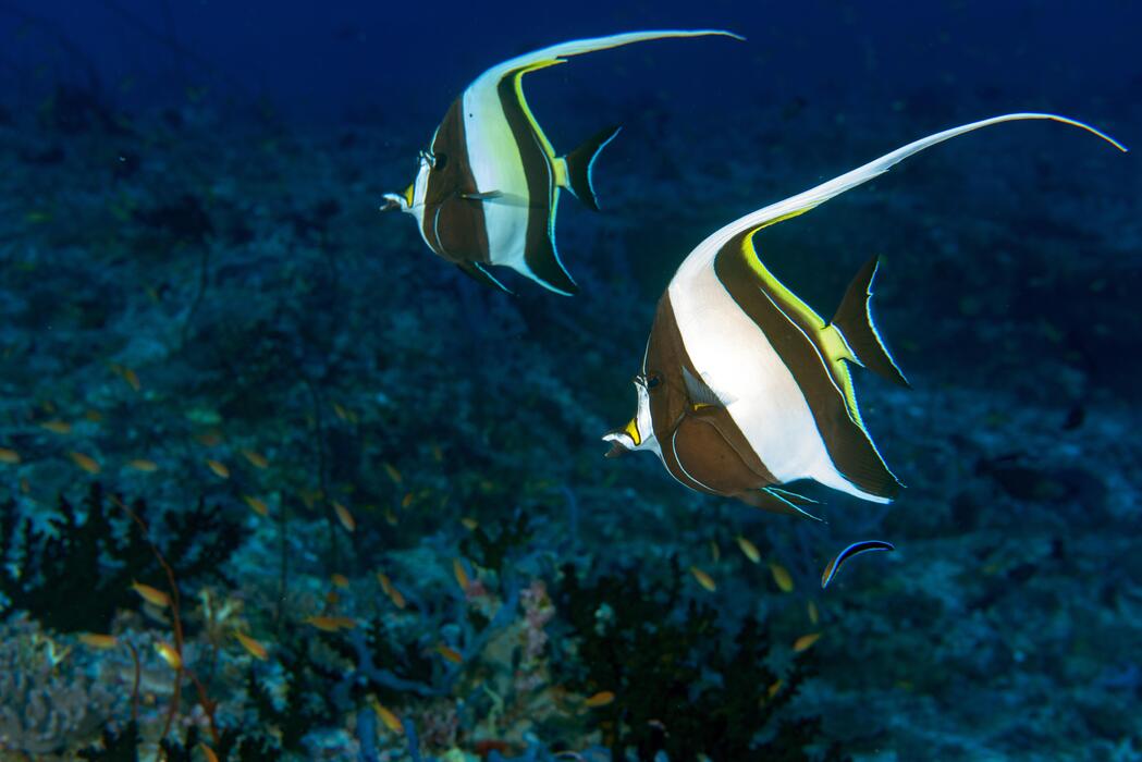 Moorish Idol Stock Photos, Images and Backgrounds for Free Download