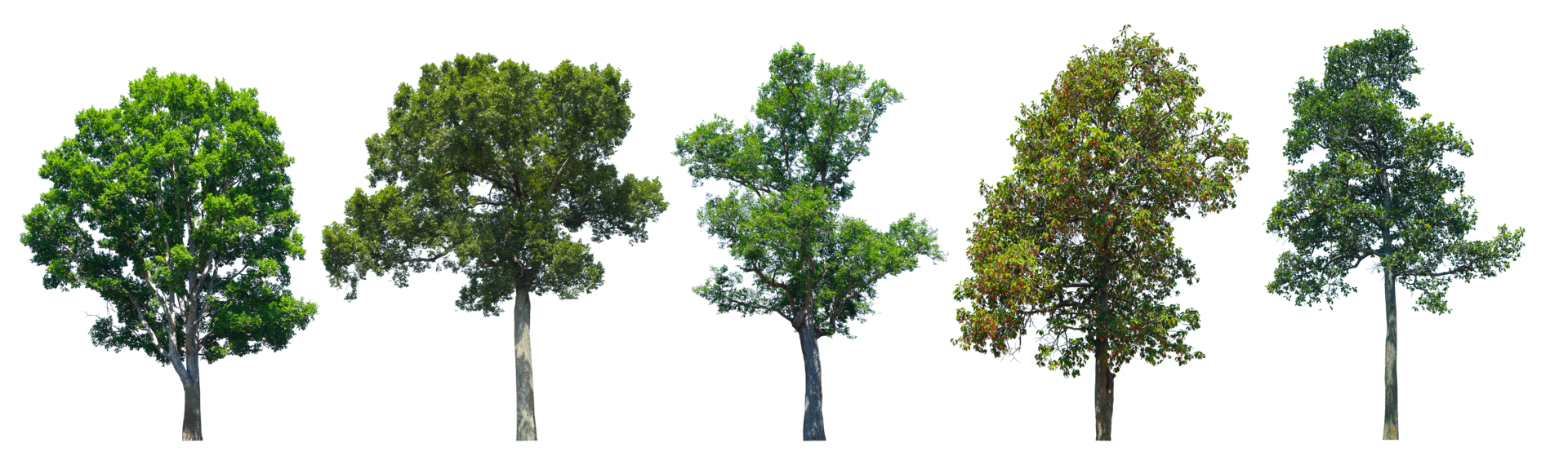Trees PNGs for Free Download