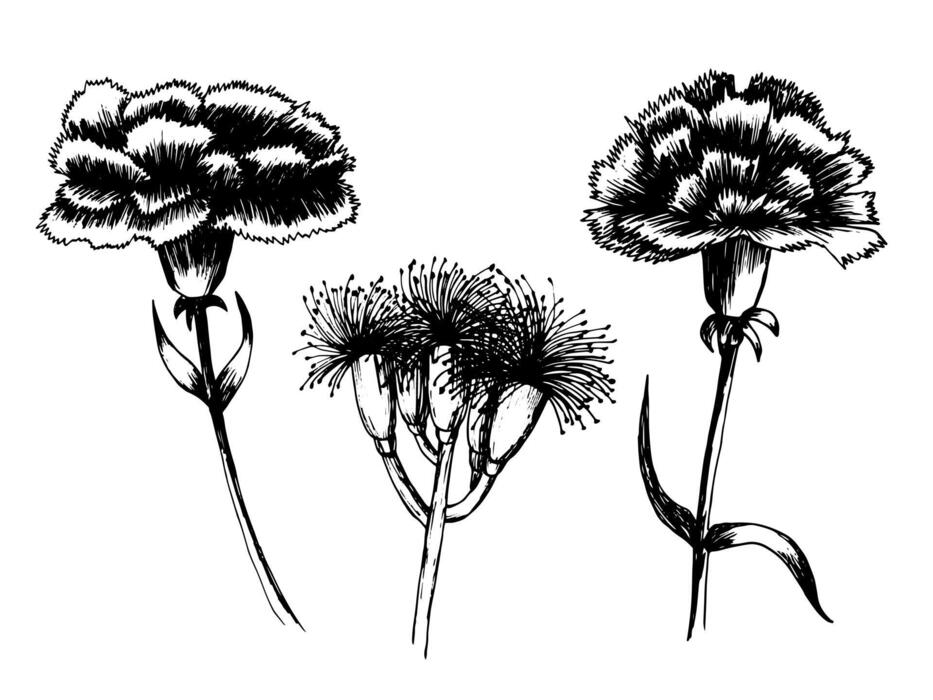 Page 2 Carnation Line Drawing Vector Art Icons And Graphics For Free Download