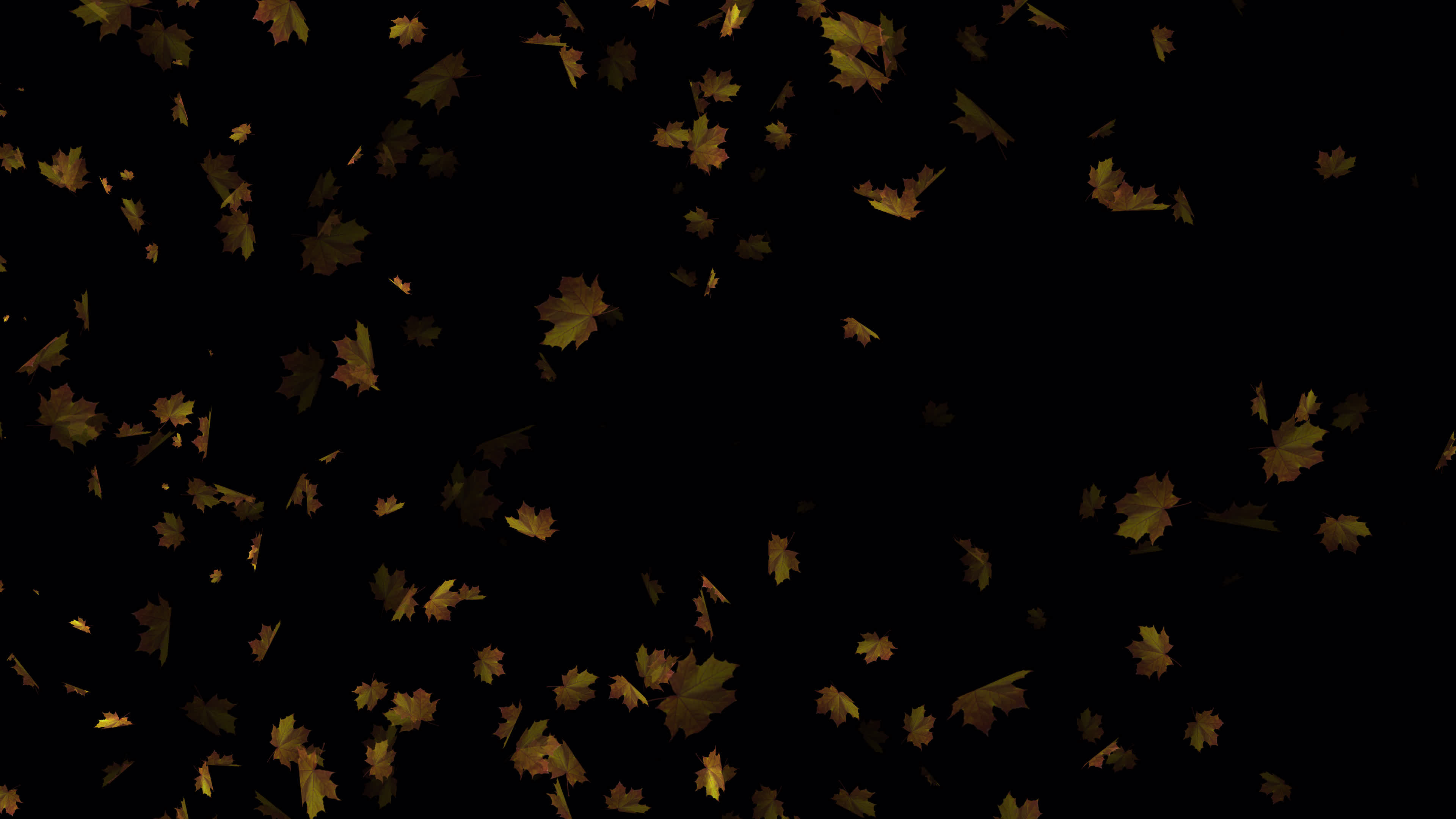 Maple Leaves Falling Stock Video Footage for Free Download