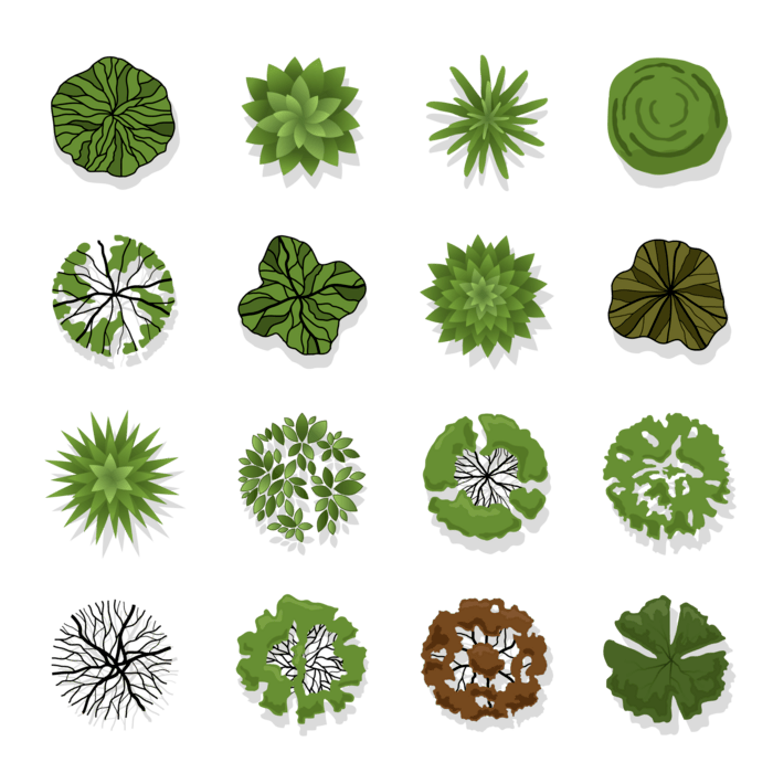 Tree Plan View PNGs for Free Download