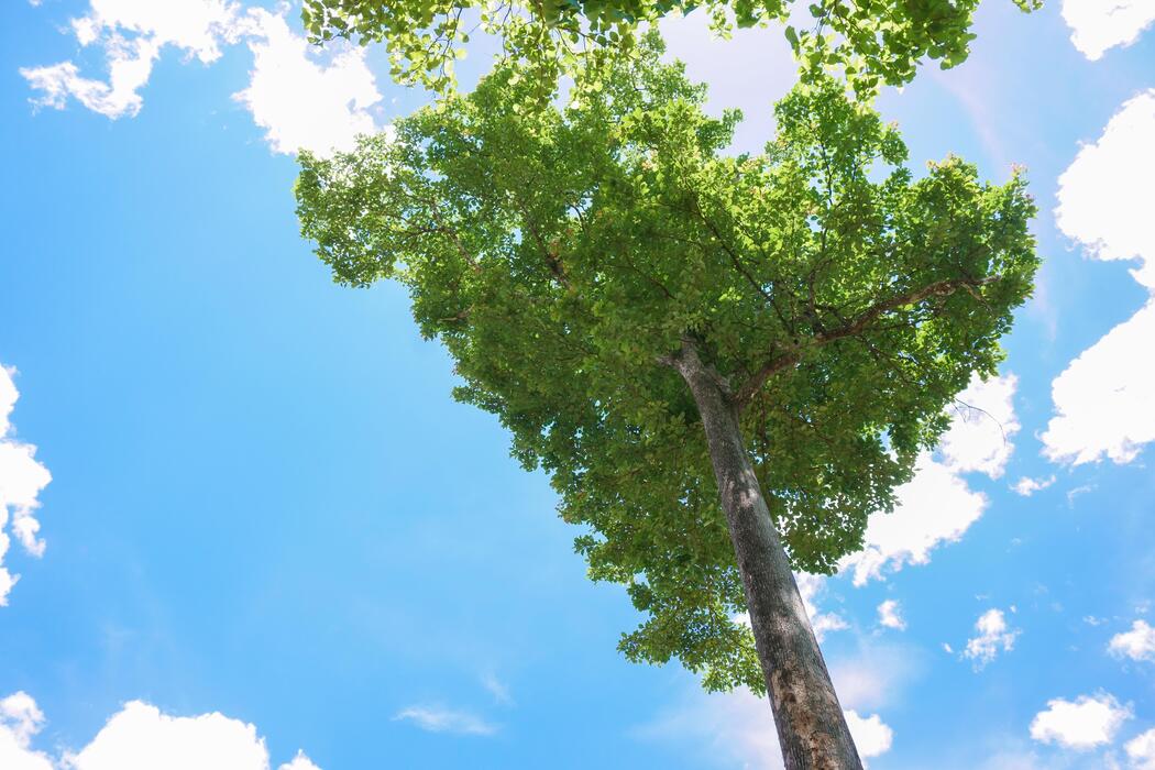 Tree Sky Stock Photos, Images and Backgrounds for Free Download
