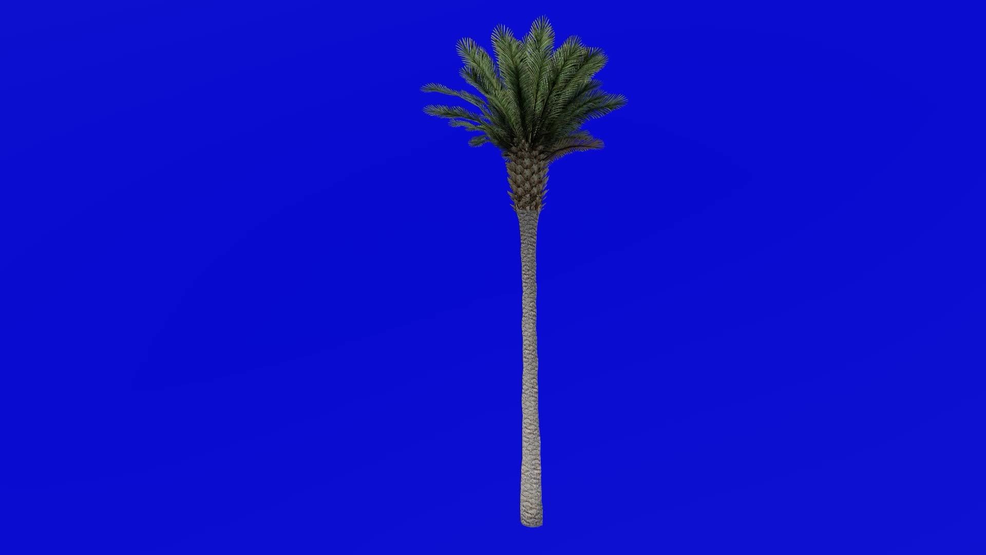 Tree Animation - canary island date palm - pineapple palm - phoenix ...