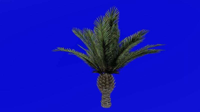 Tree Animation - canary island date palm - pineapple palm - phoenix ...