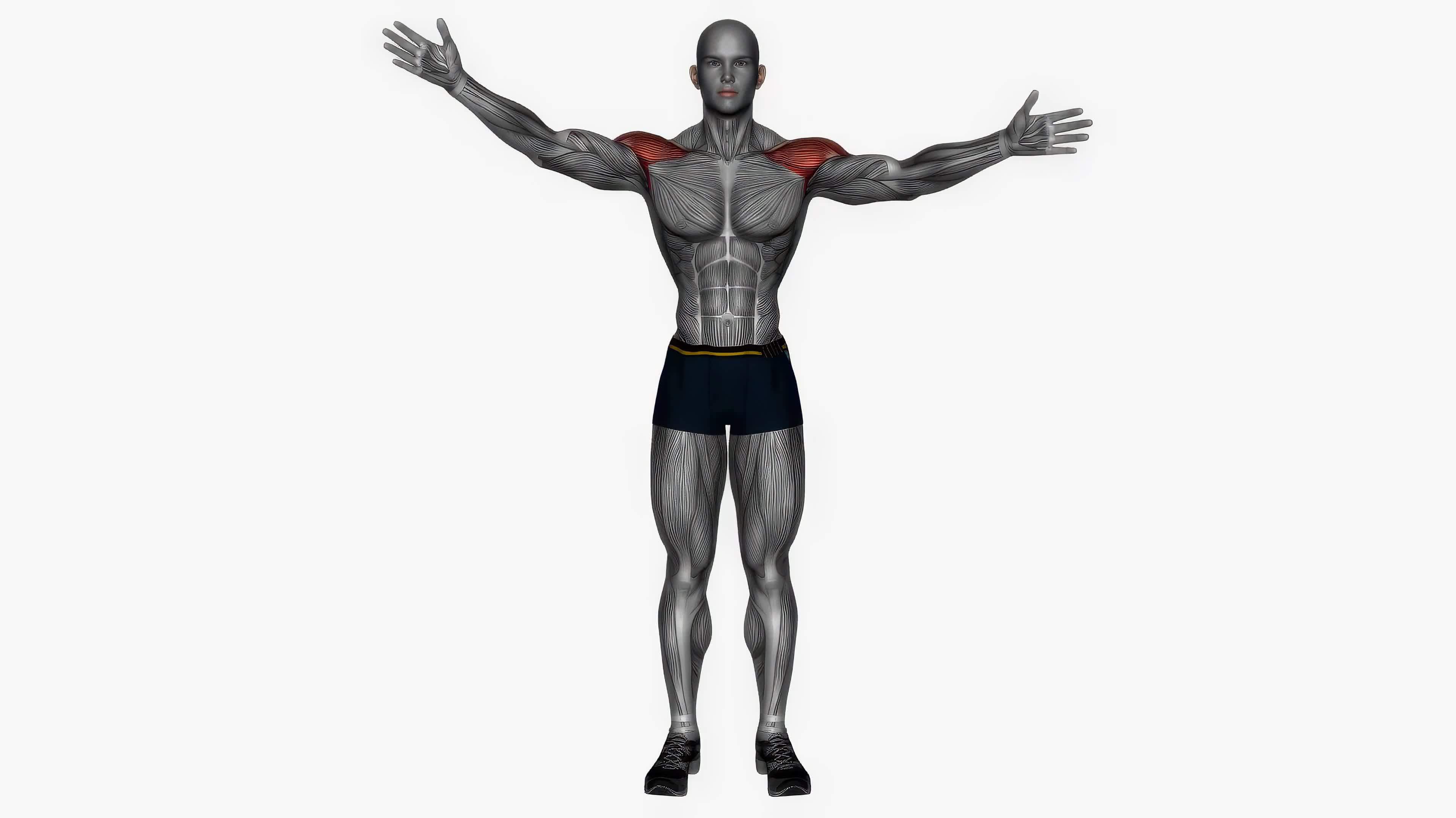 Arm Swing Side To Side Fitness Exercise Workout Animation Video Male Muscle Highlight 4k 60 Fps