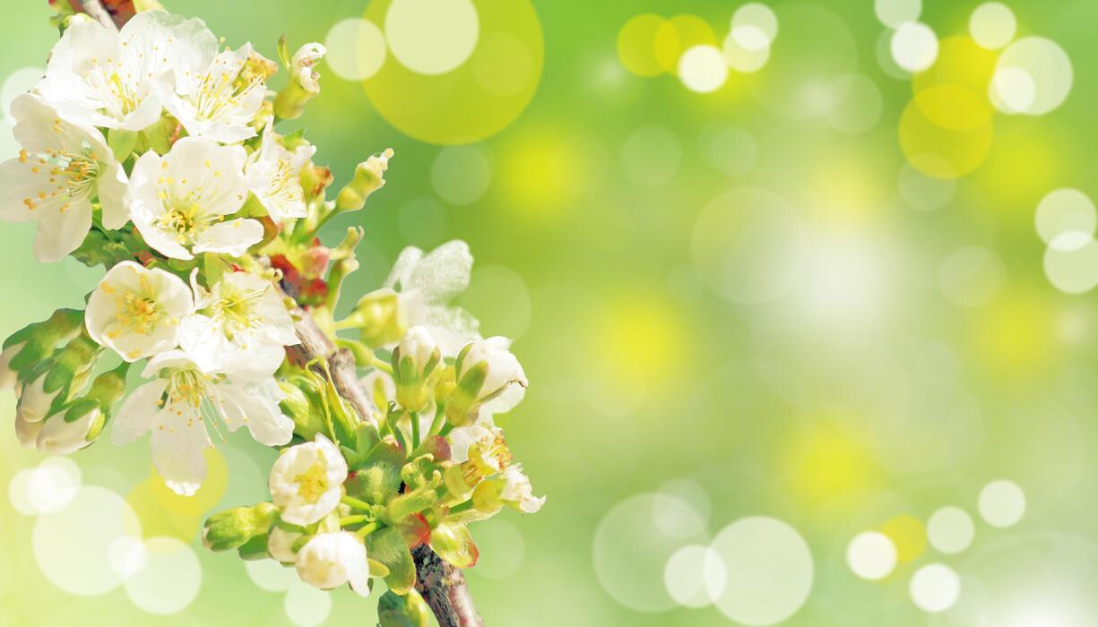 Spring Wallpaper Stock Photos, Images and Backgrounds for Free Download