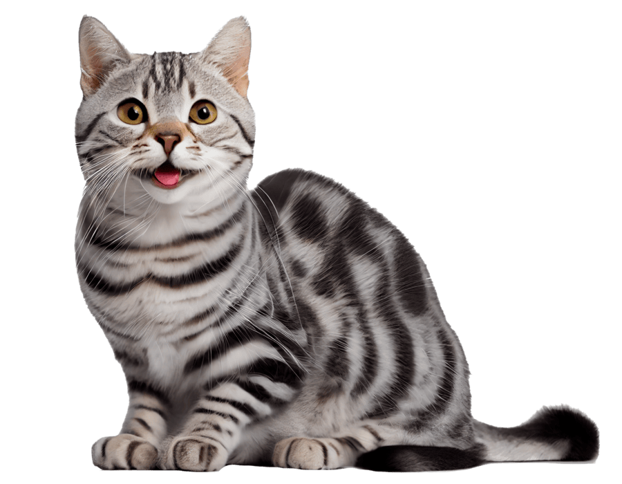 Funny Cats PNGs for Free Download