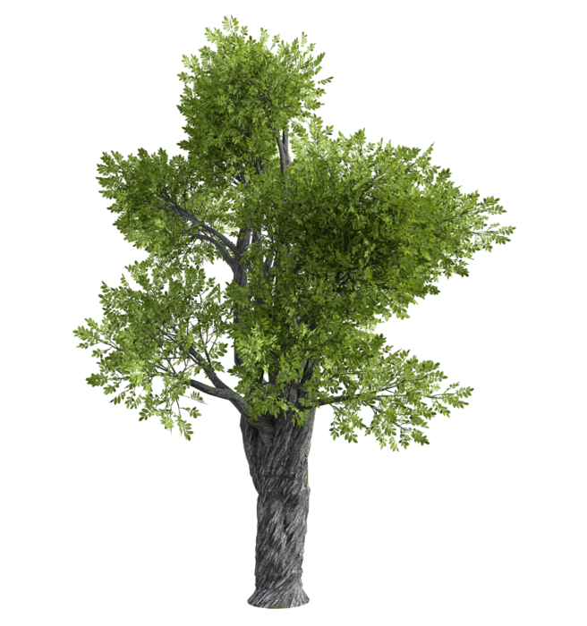 Tree 3d PNGs for Free Download