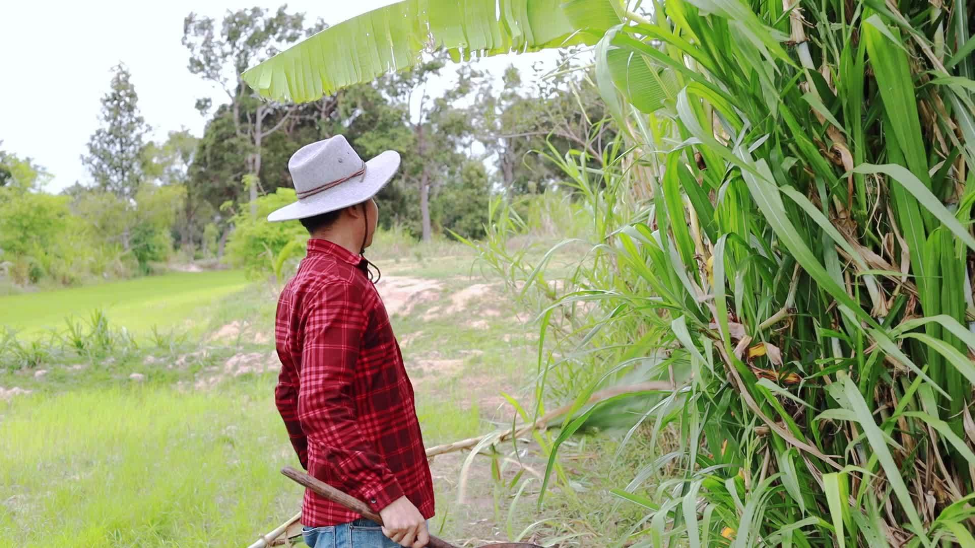Asian Male Farmer Giving Cow Grass 20922028 Stock Video At Vecteezy