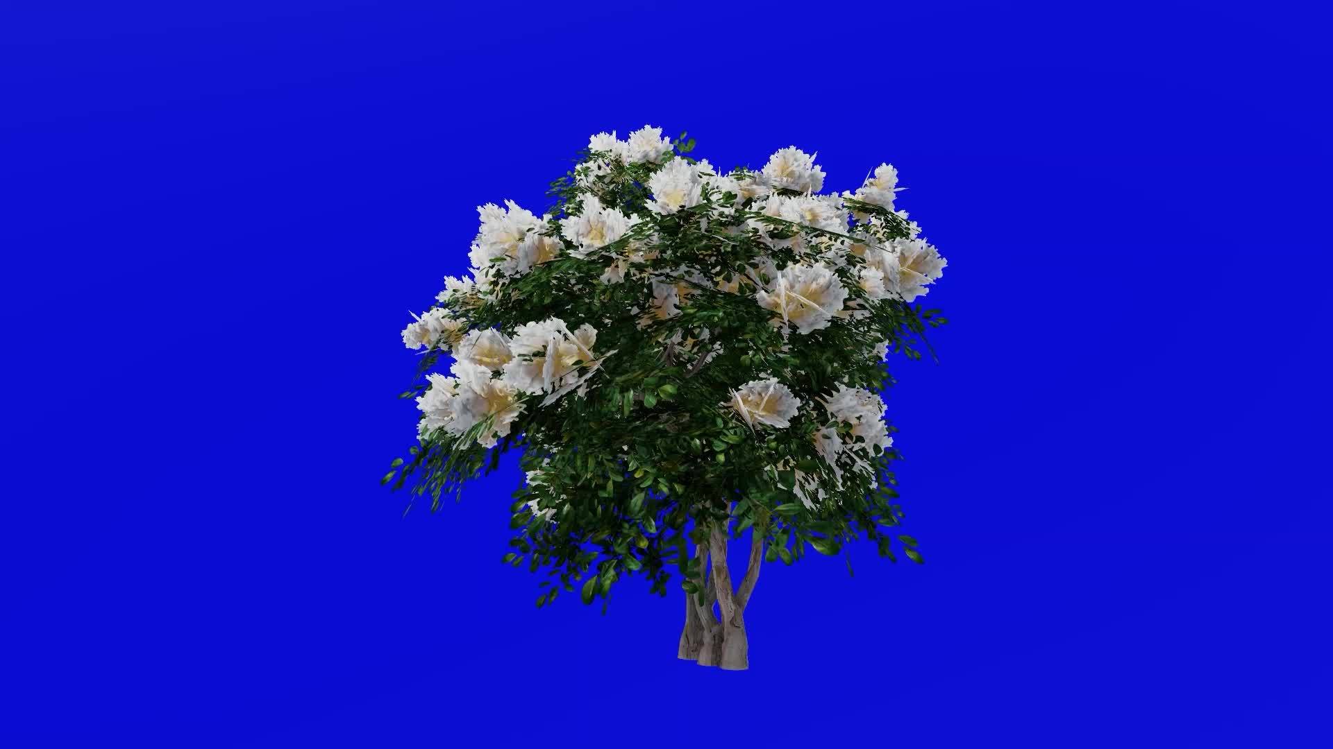 Tree Animation - crape myrtle - lagerstroemia - Green Screen Chroma key ...