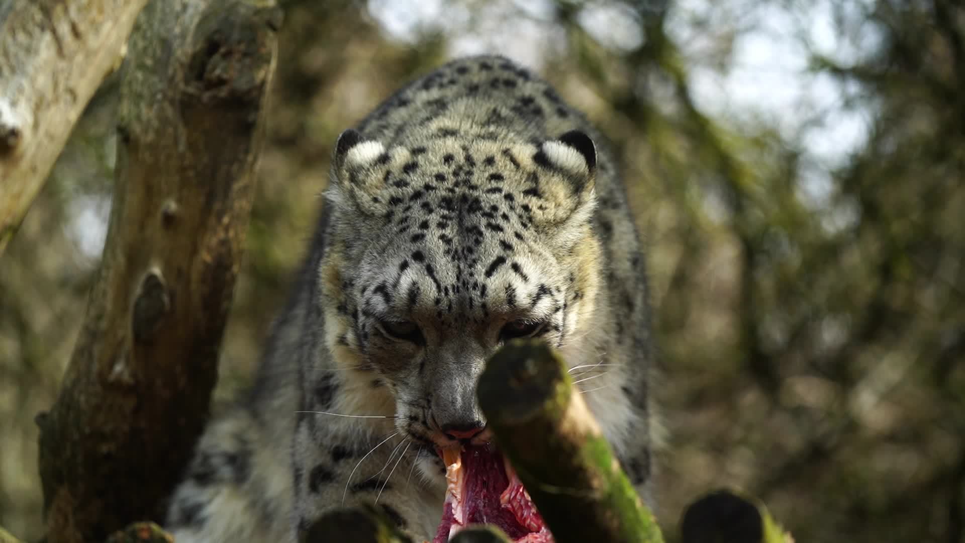 Snow leopard in zoo eating meat 20985400 Stock Video at Vecteezy