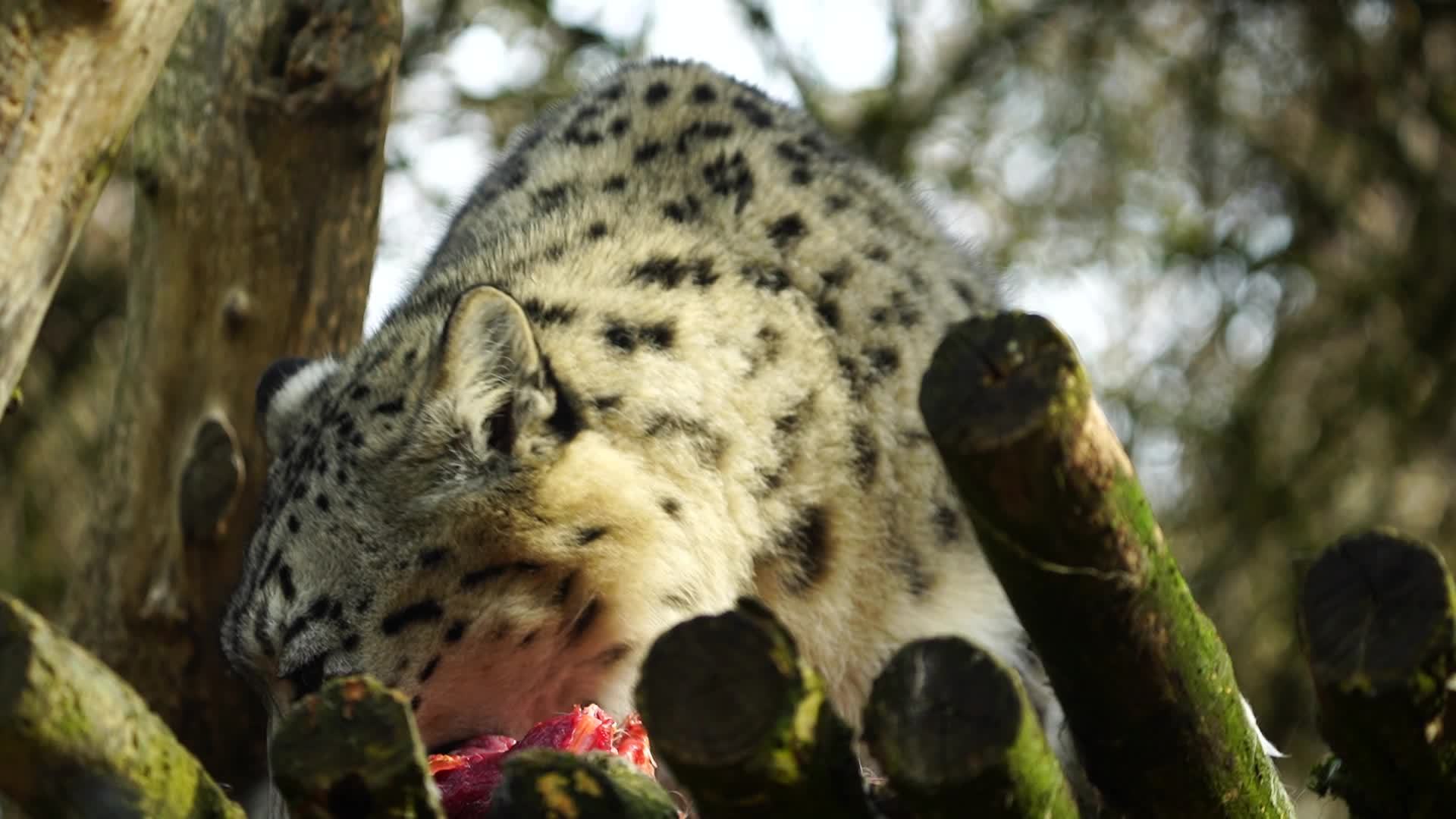 Snow leopard in zoo eating meat 20985410 Stock Video at Vecteezy