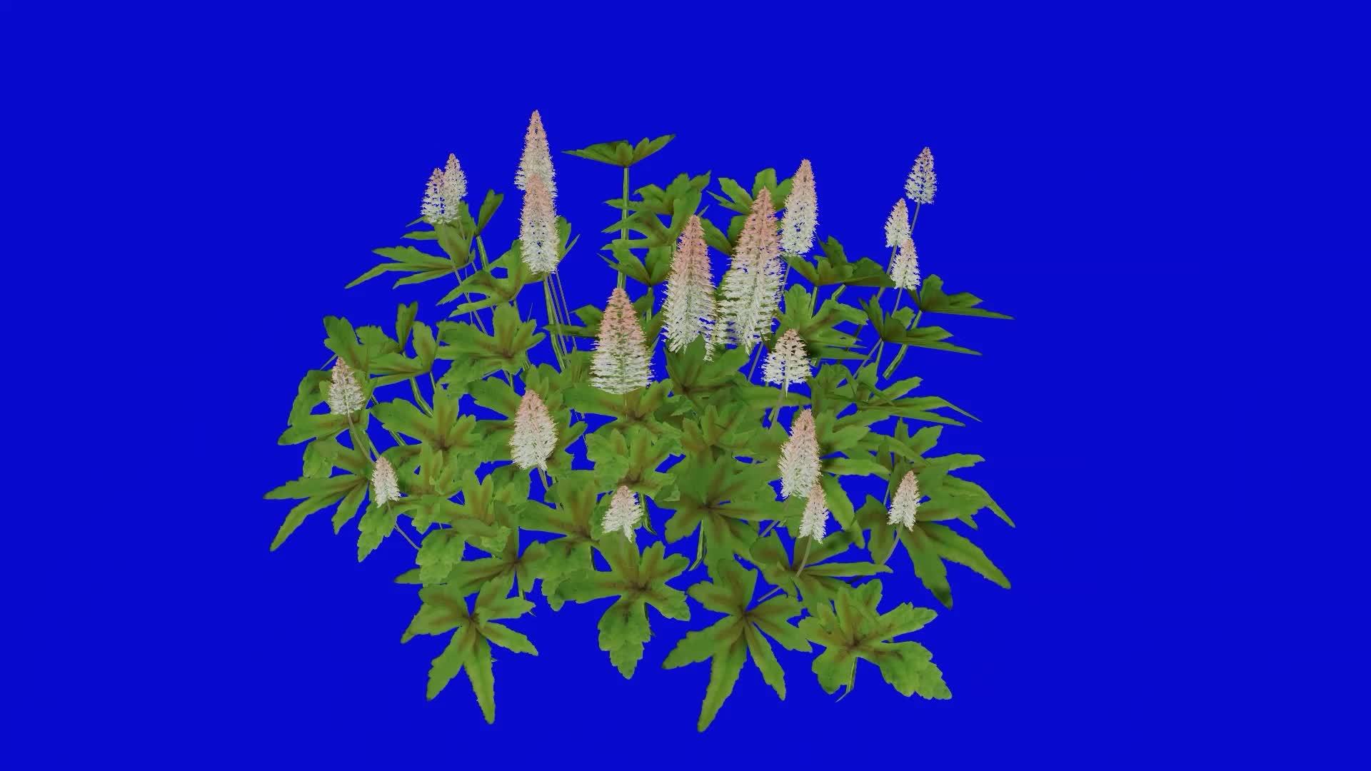 Flower animated - foam flower - coolwort - tiarella cordifolia ...