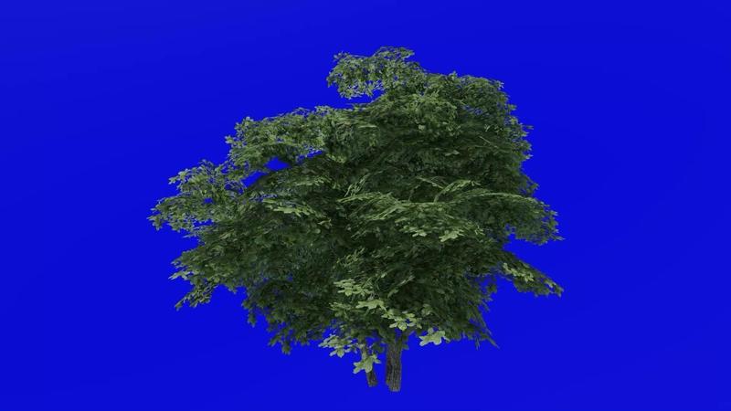 Tree animation - kermes oak tree - quercus coccifera - green screen ...