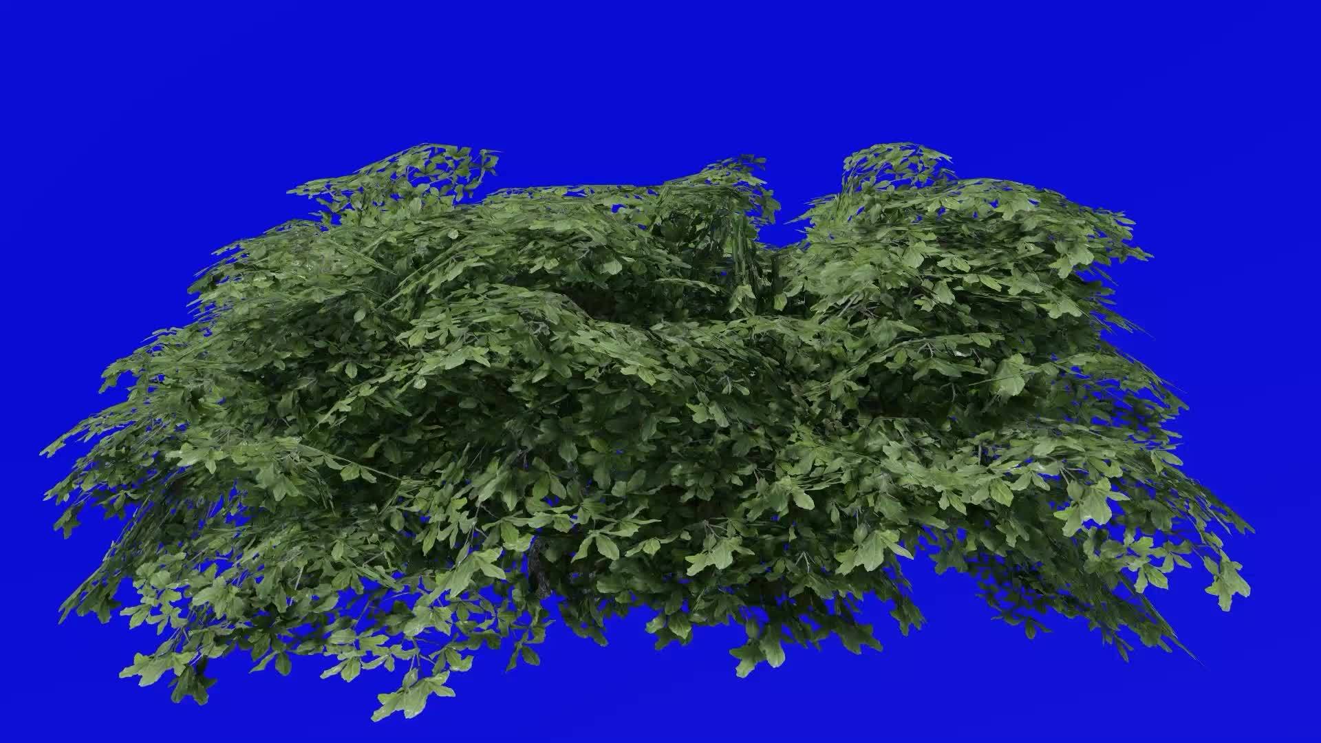 Tree animation - kermes oak tree - quercus coccifera - green screen ...