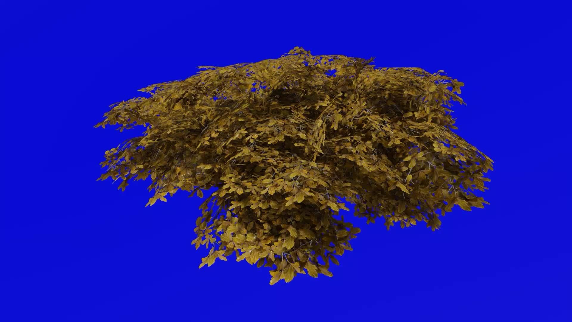 Tree animation - kermes oak tree - quercus coccifera - green screen ...
