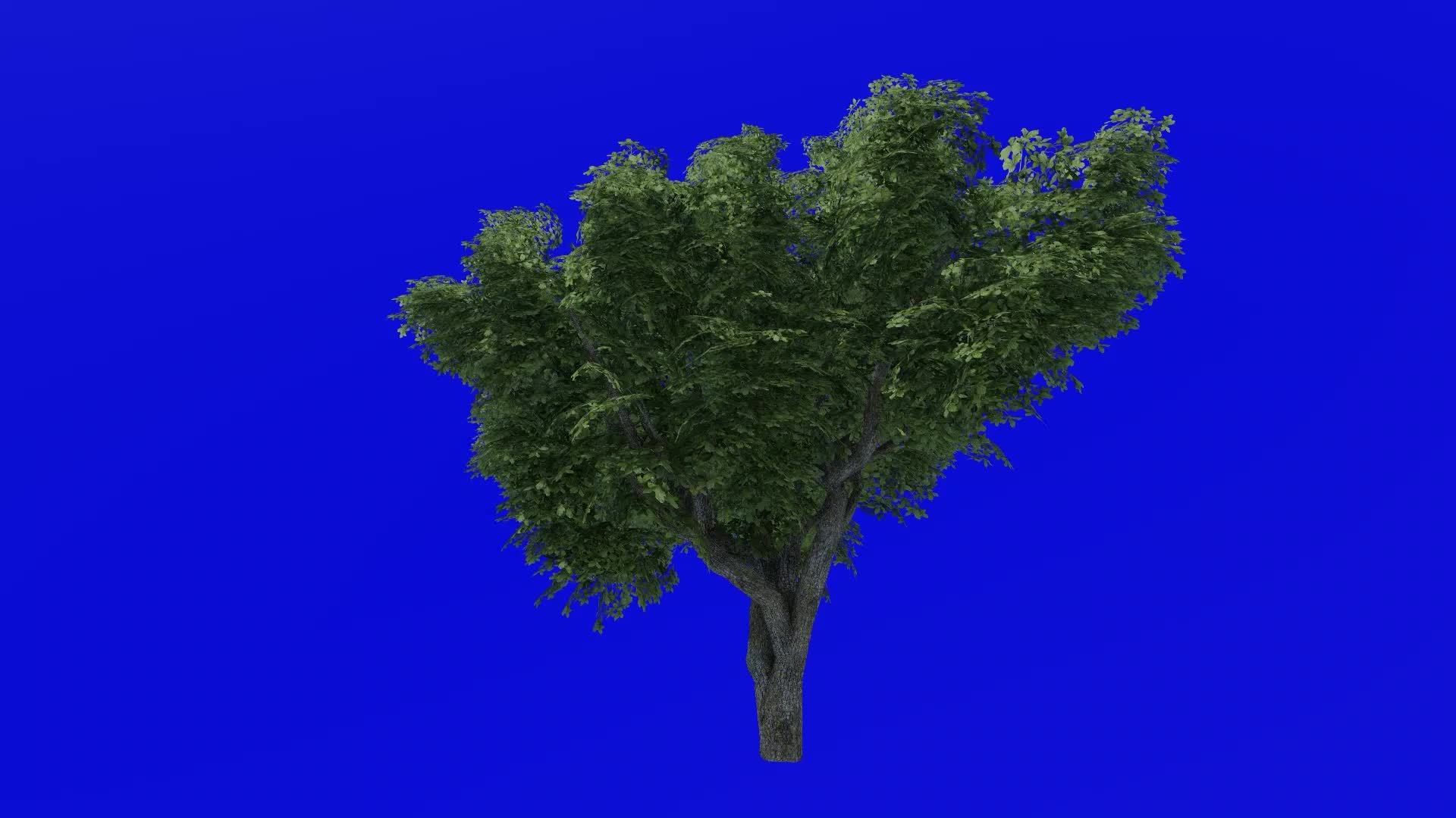 Tree animation - kermes oak tree - quercus coccifera - green screen ...