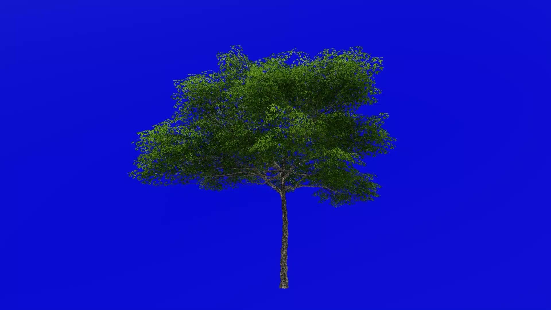 Tree animation - konara oak tree - jolcham oak - quercus serrata - green screen chroma key ...