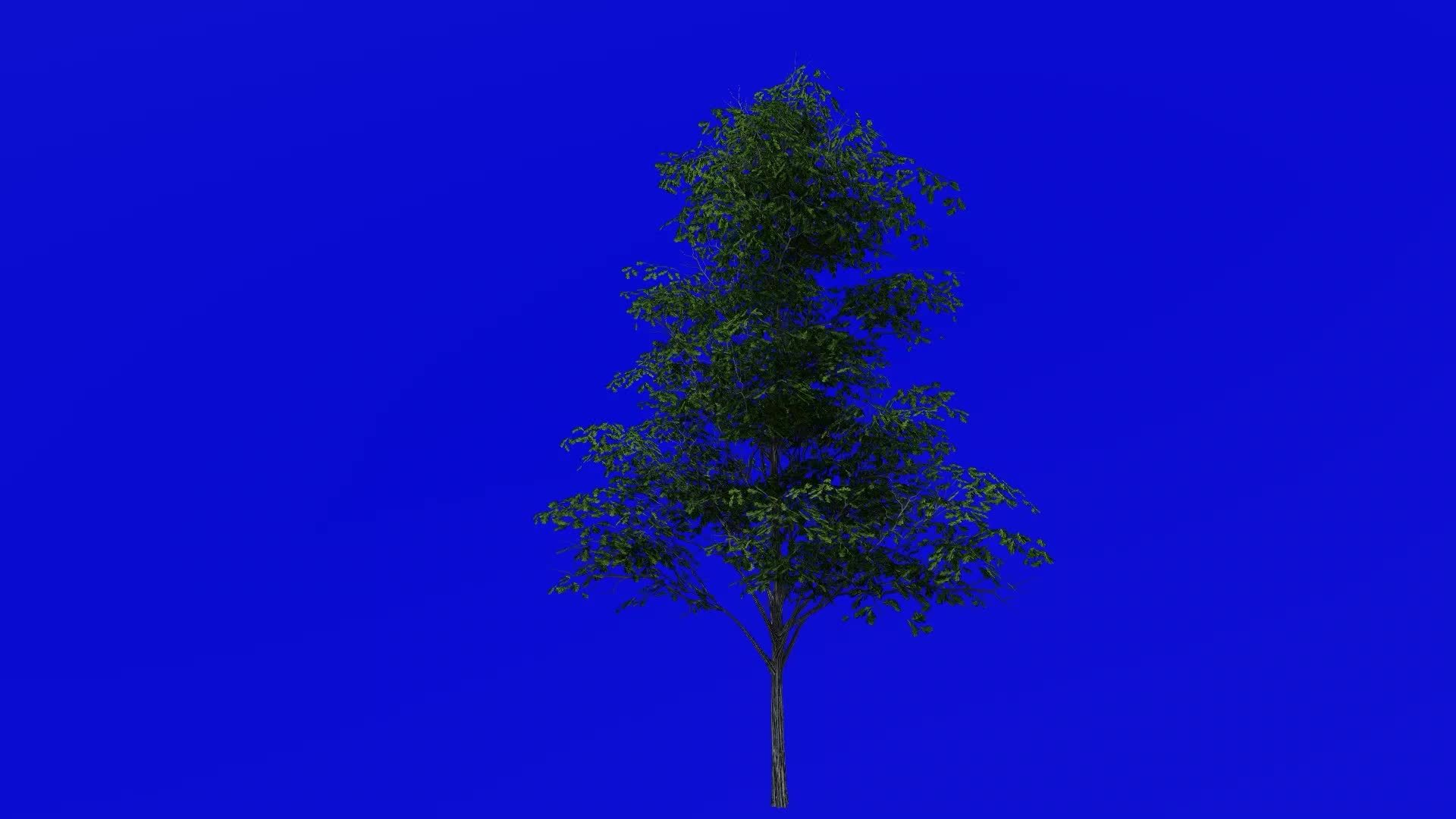 Tree fruit animation - post oak - quercus stellata - green screen ...