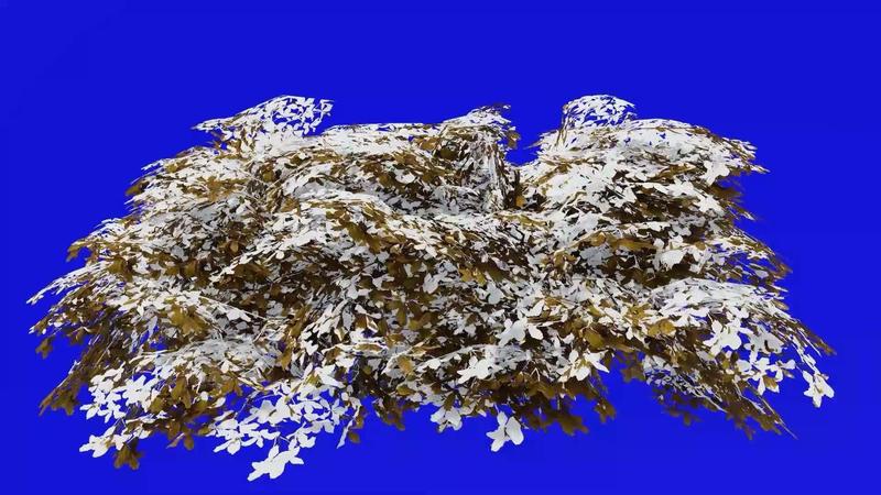 Tree animation - kermes oak tree - quercus coccifera - green screen ...